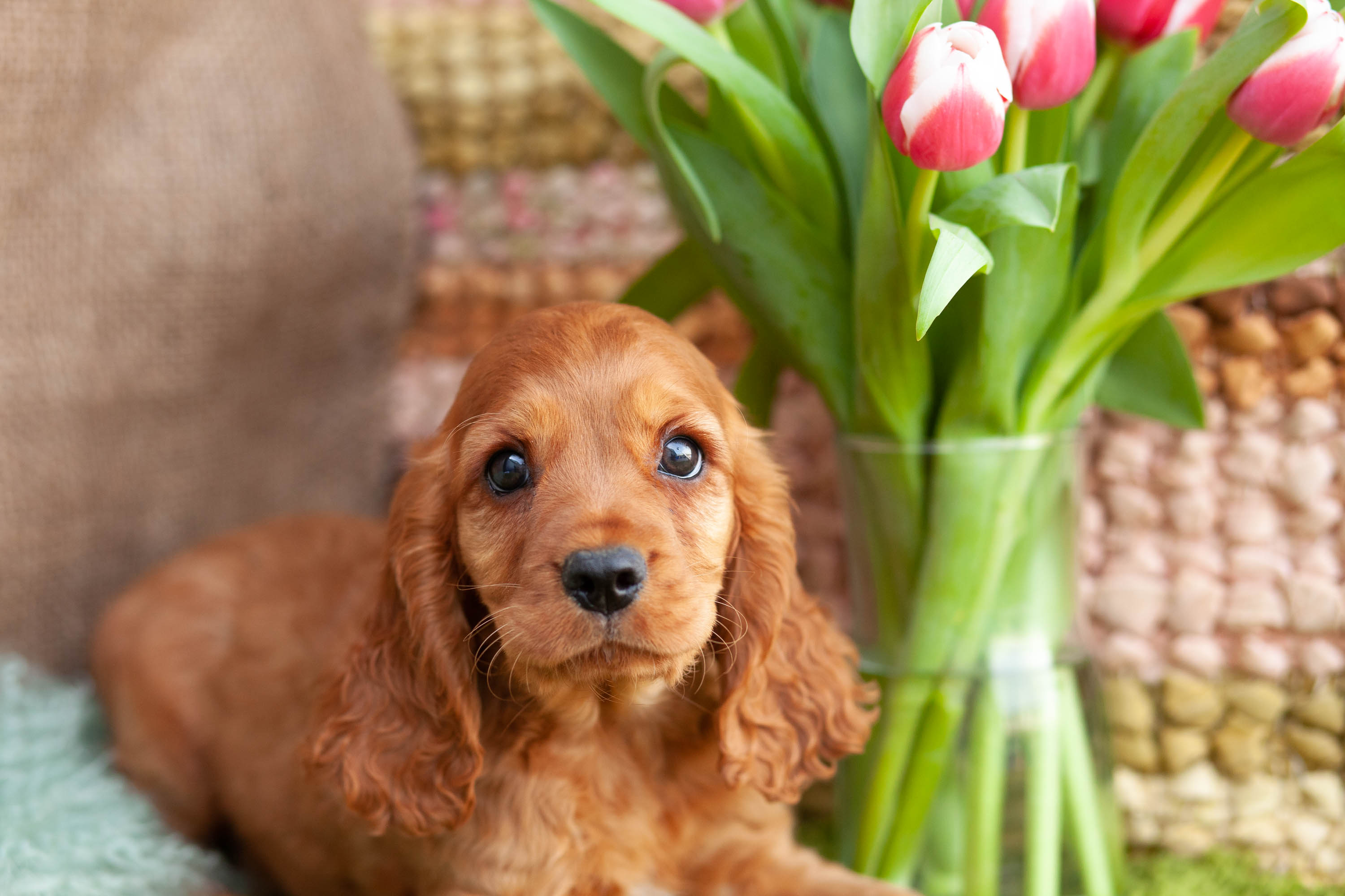 Affectionate Cockaliers – Kellys Kennels