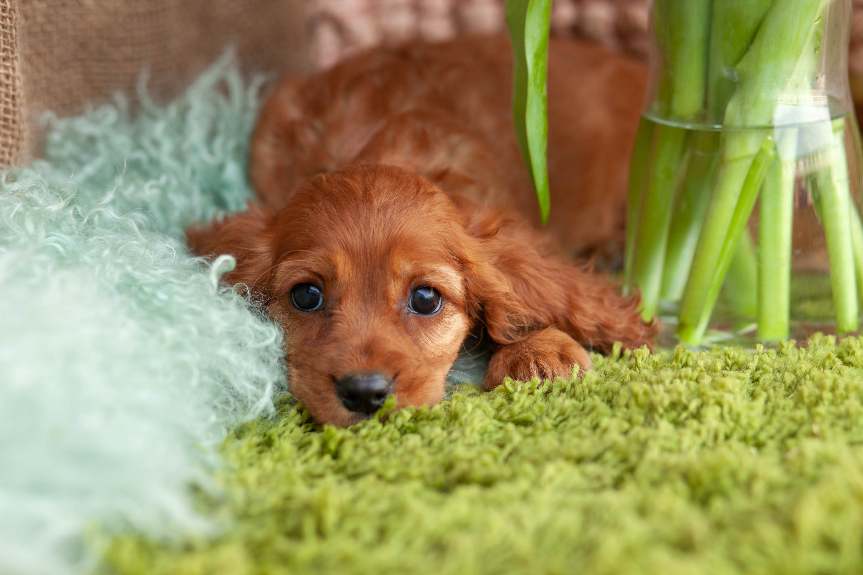 Affectionate Cockaliers – Kellys Kennels