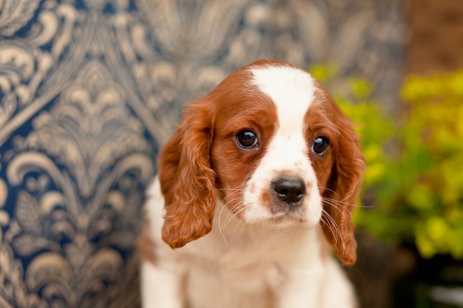 Cavalier King Charles Spaniel – Kellys Kennels