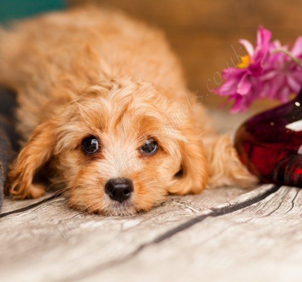 Cross Breed Pups – Kellys Kennels