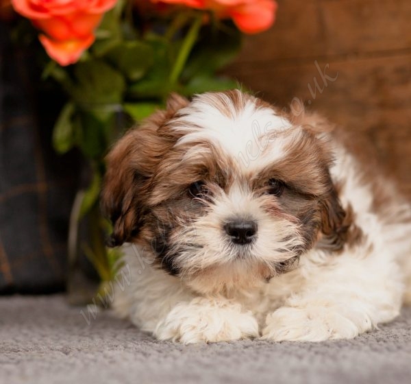 Cross Breed Pups – Kellys Kennels