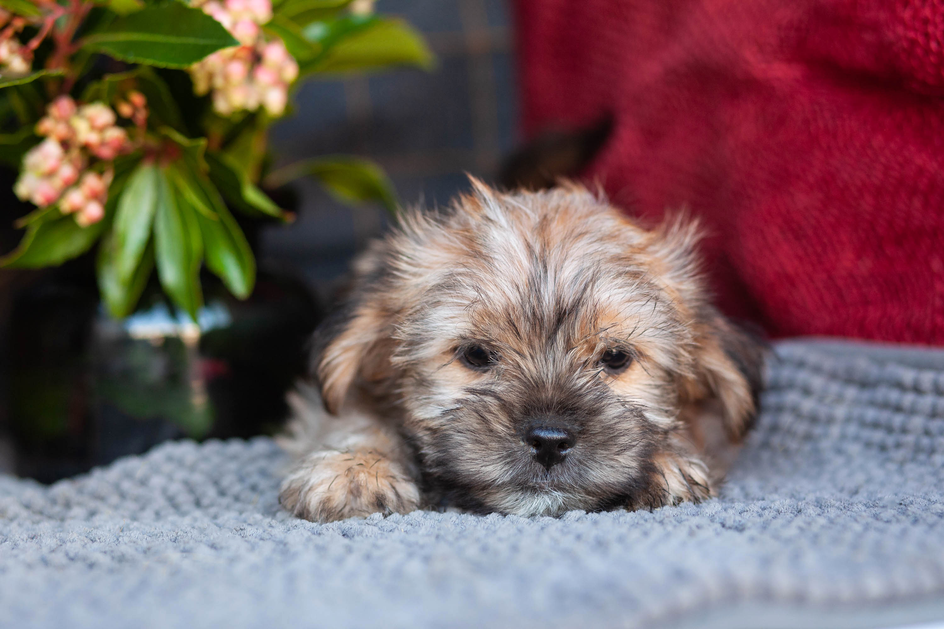 Attractive Shorkies – Kellys Kennels