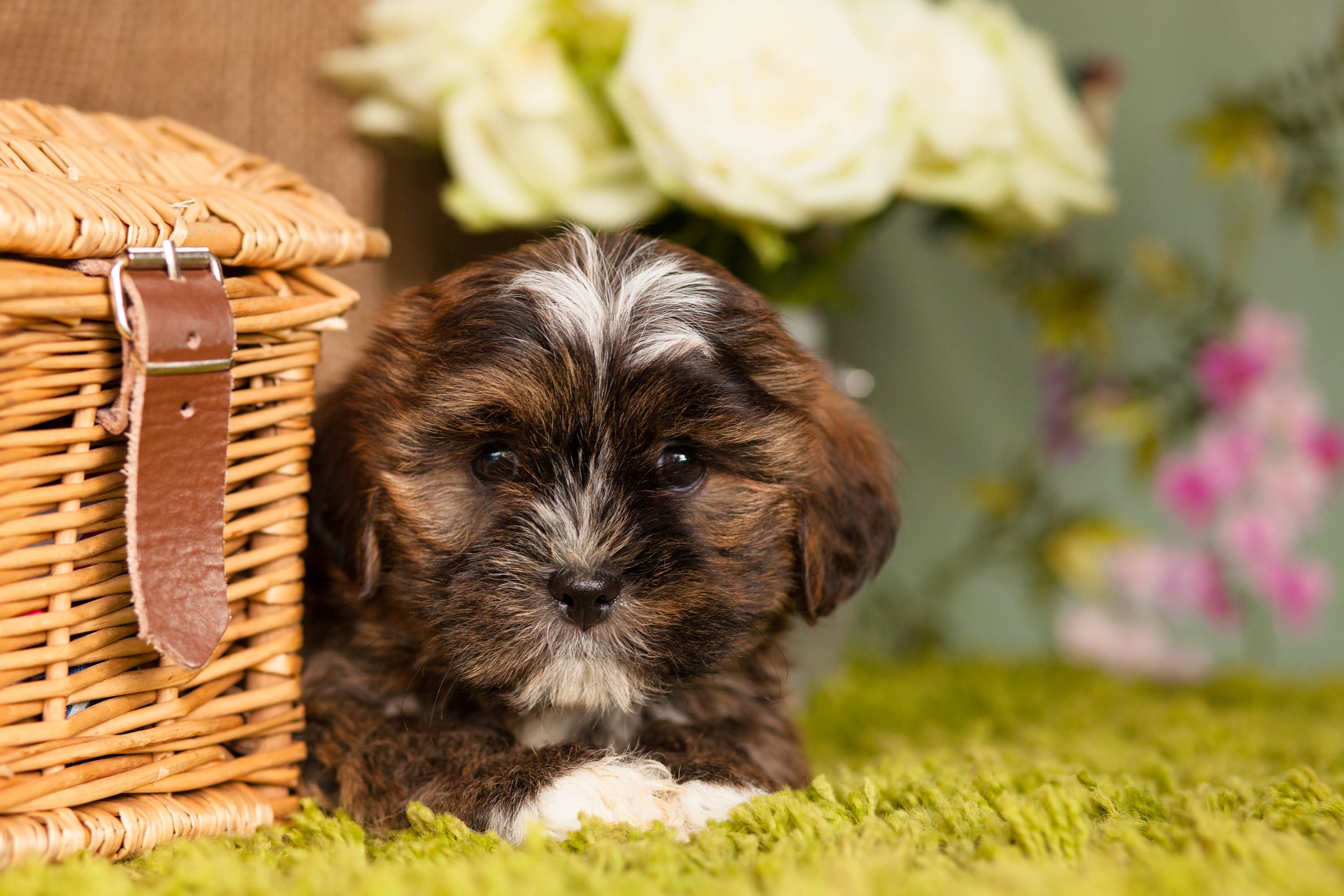 Attractive Shorkies – Kellys Kennels