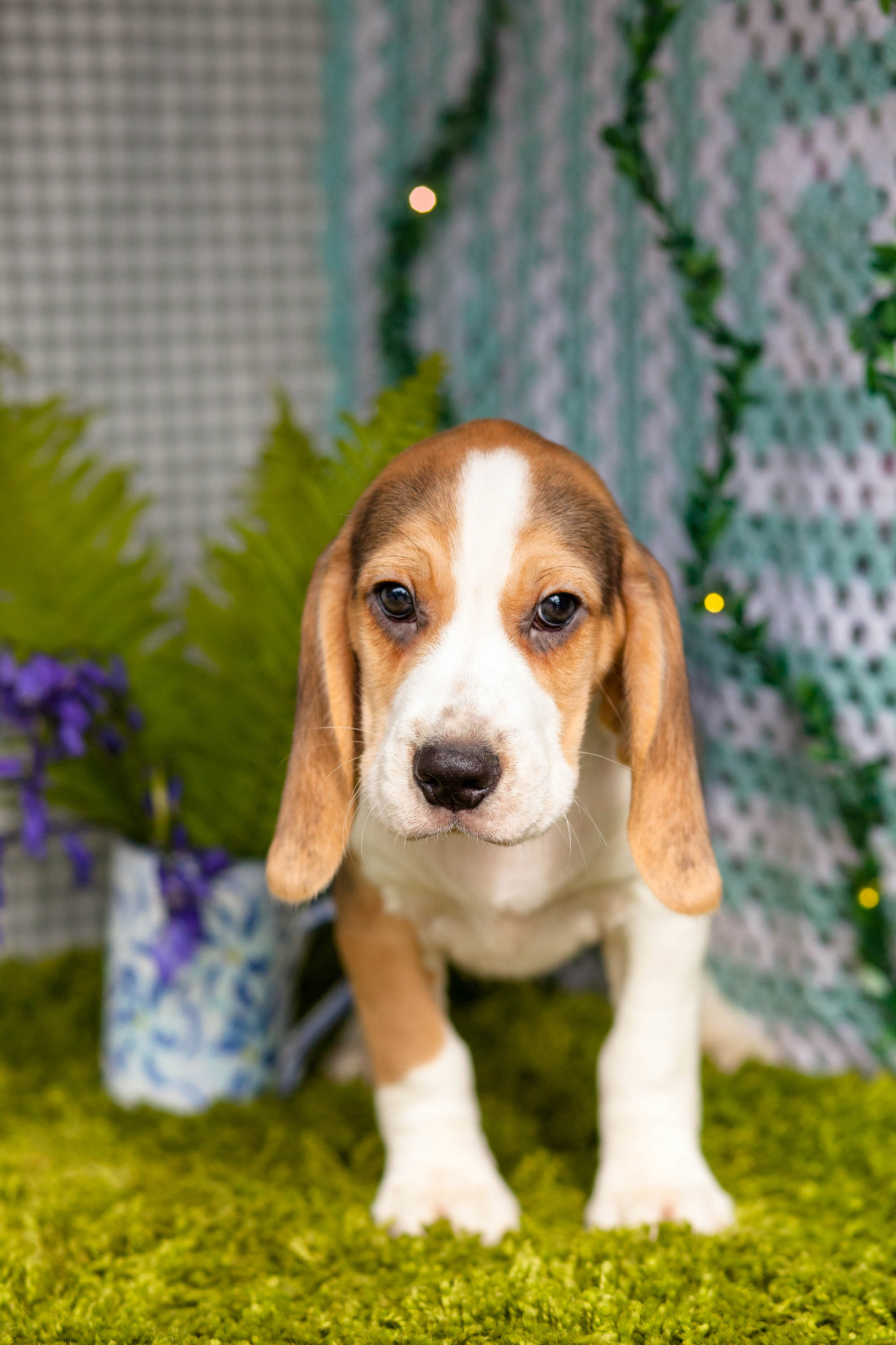 Tri-Colour Beagles – Kellys Kennels