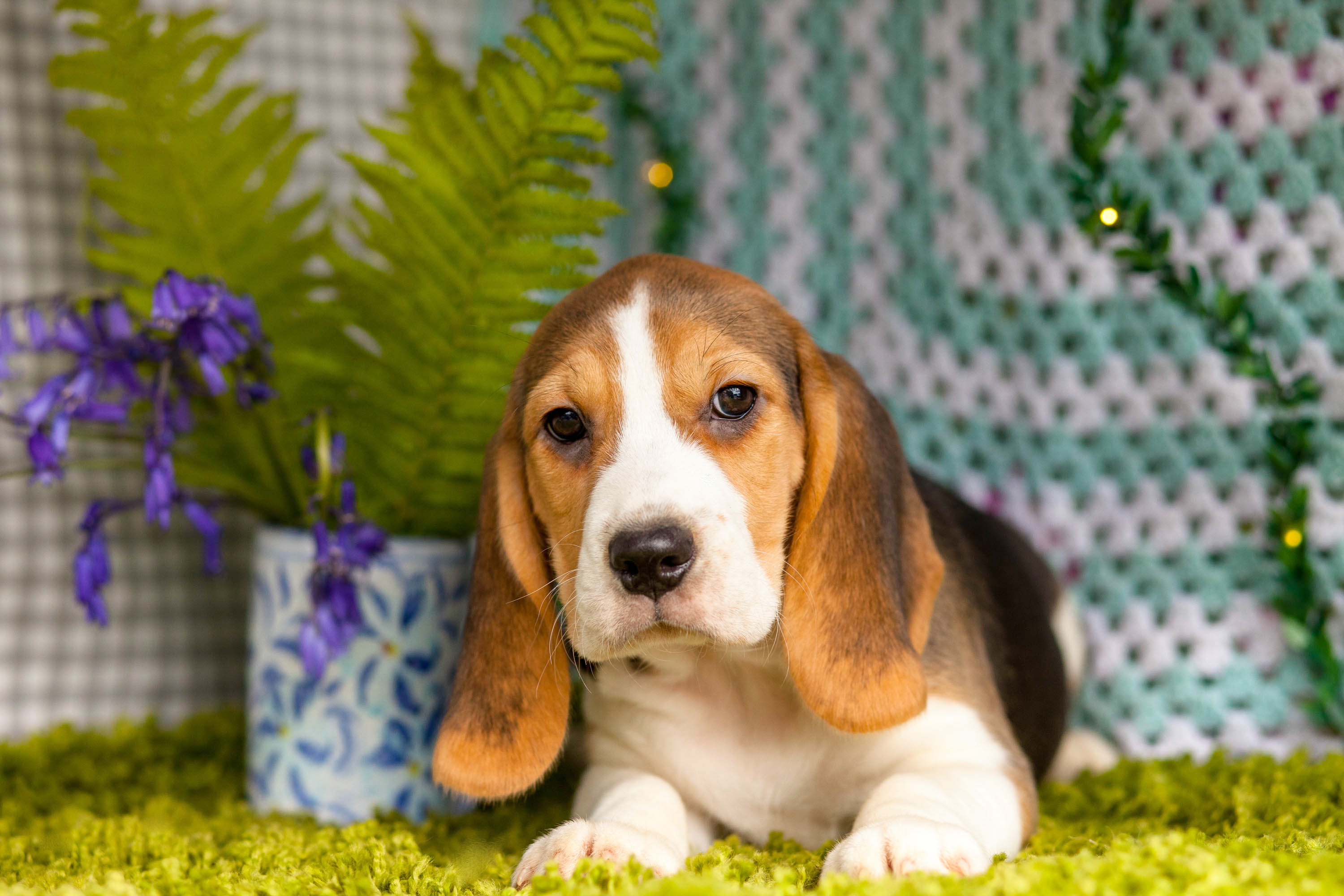 Tri-Colour Beagles – Kellys Kennels