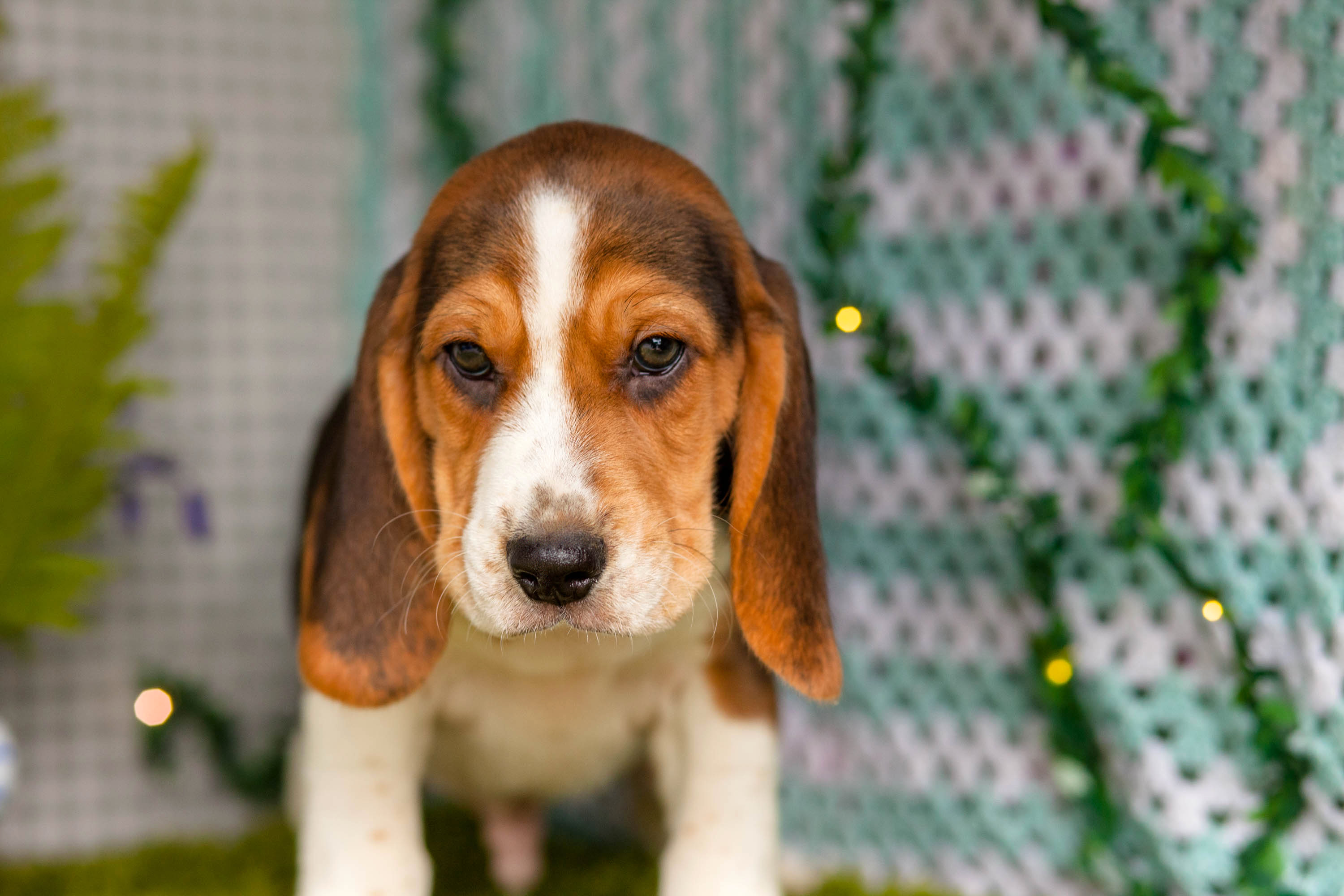 Tri-Colour Beagles – Kellys Kennels