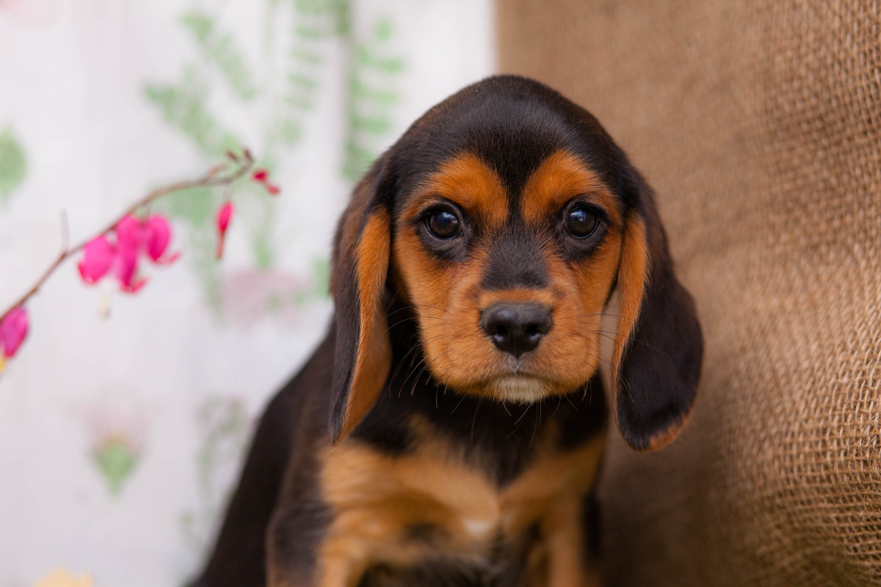 Robust Beagliers – Kellys Kennels