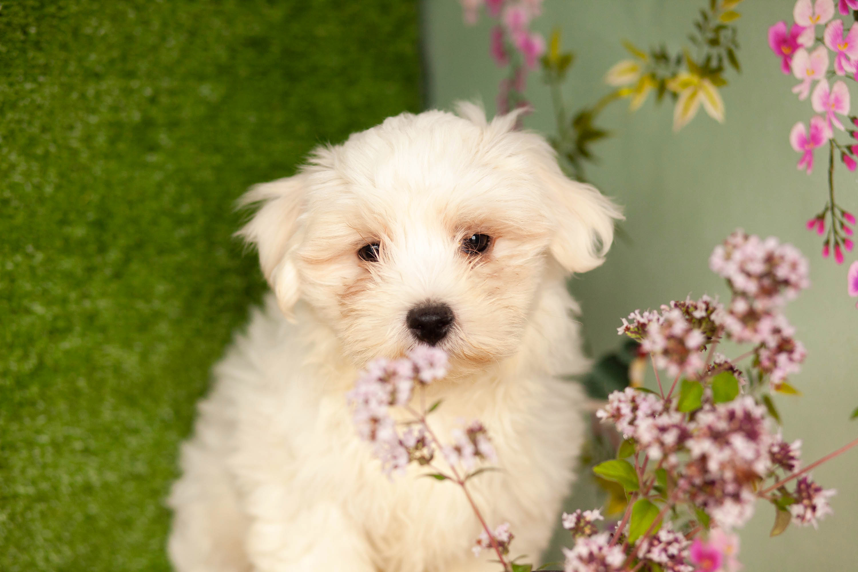 Cutest Maltichons – Kellys Kennels