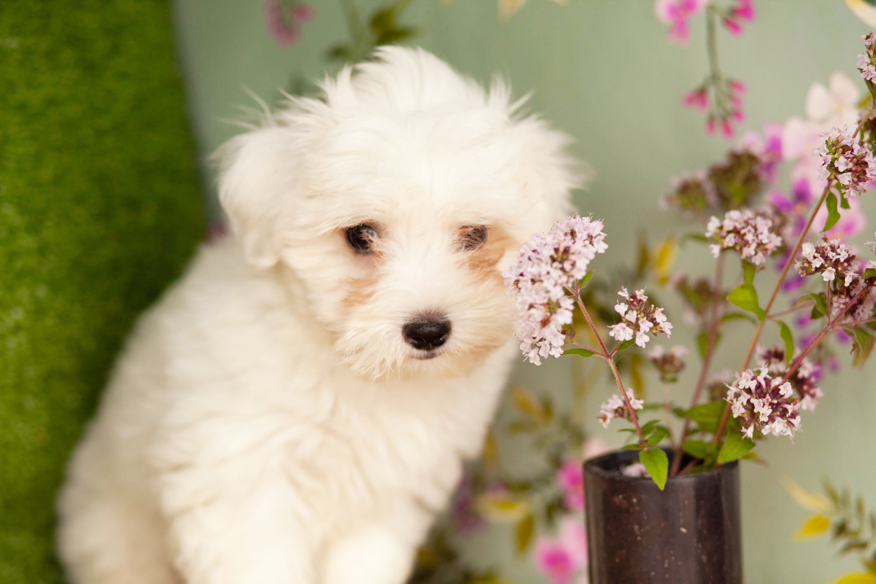 Cutest Maltichons – Kellys Kennels