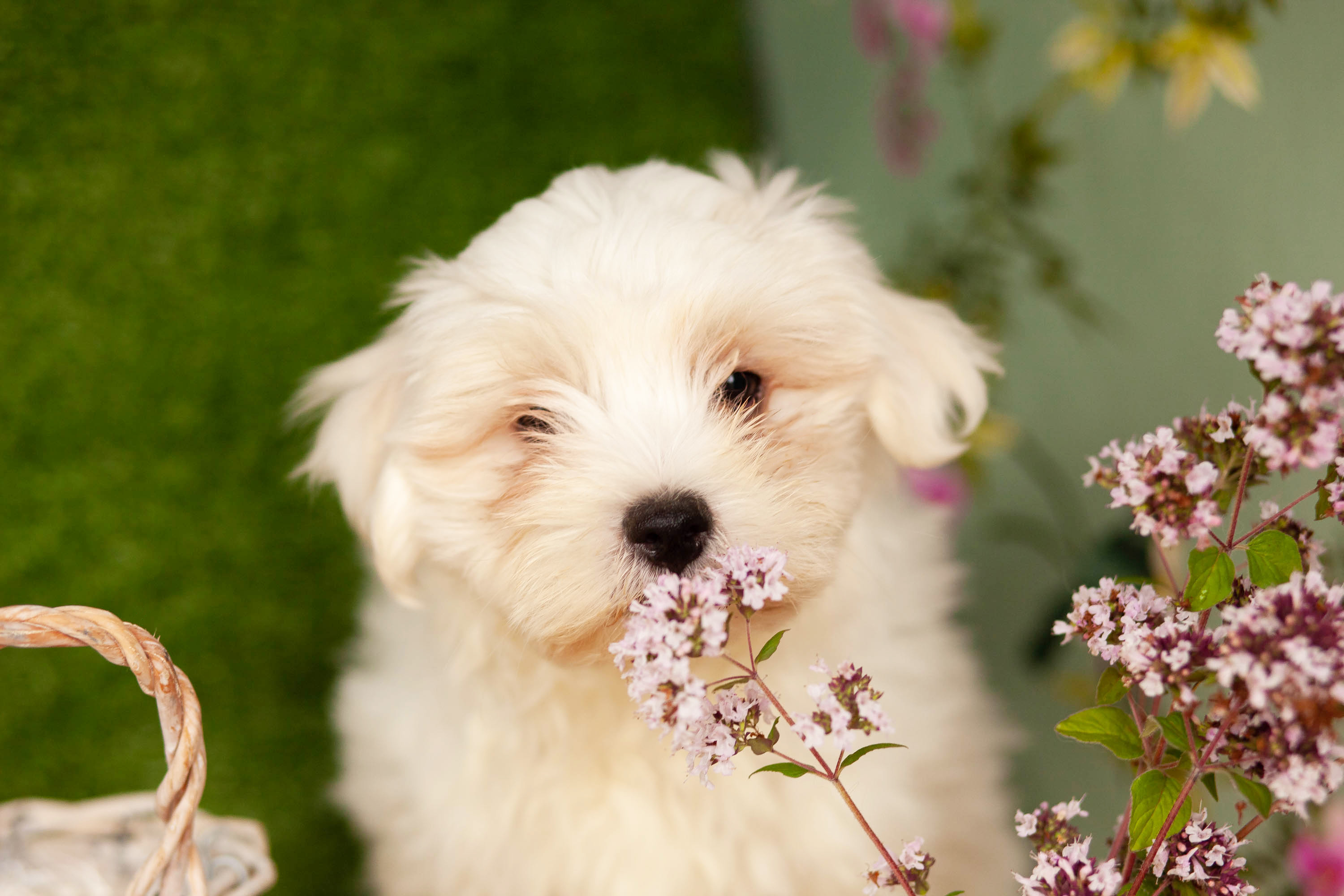 Cutest Maltichons – Kellys Kennels