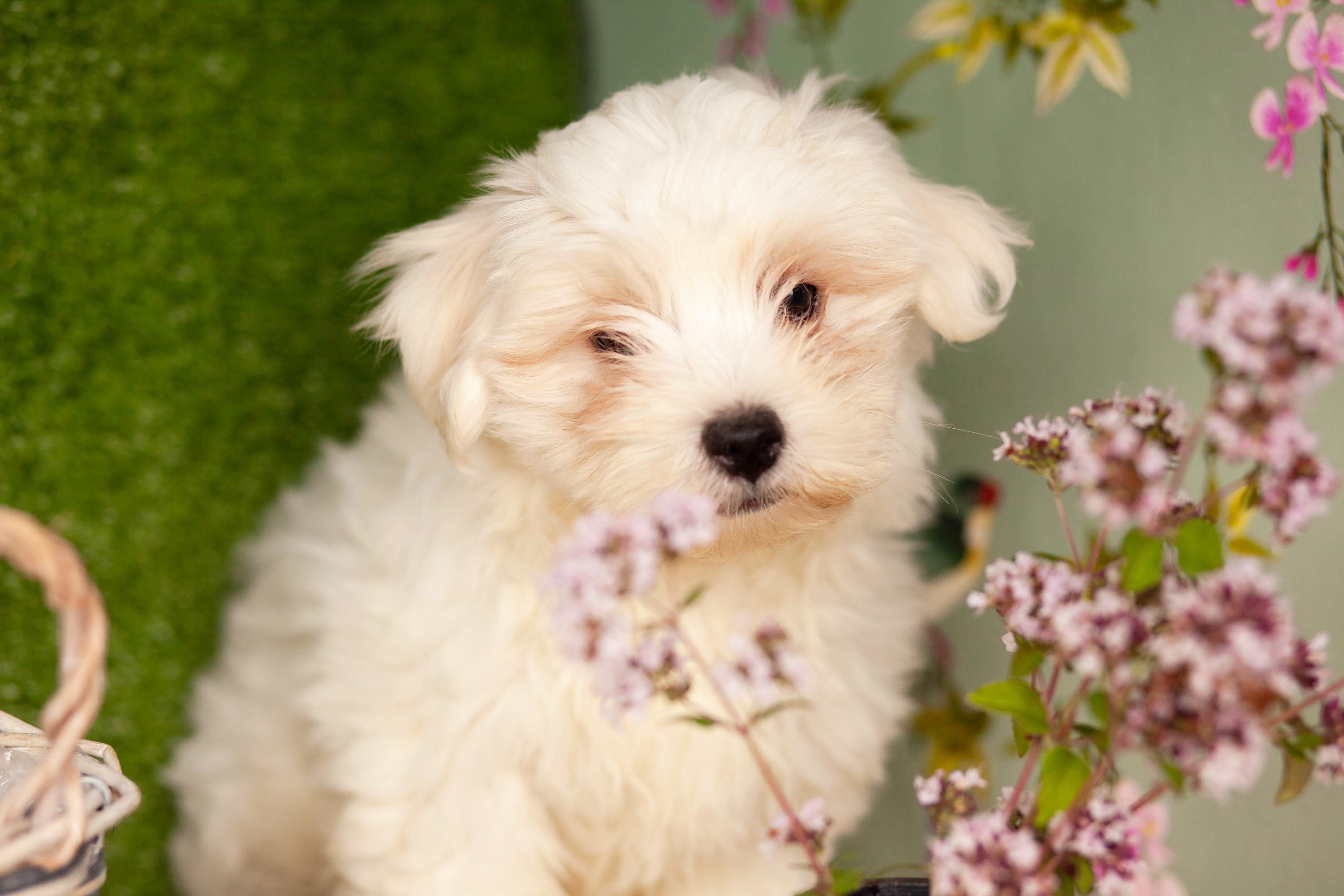 Cutest Maltichons – Kellys Kennels