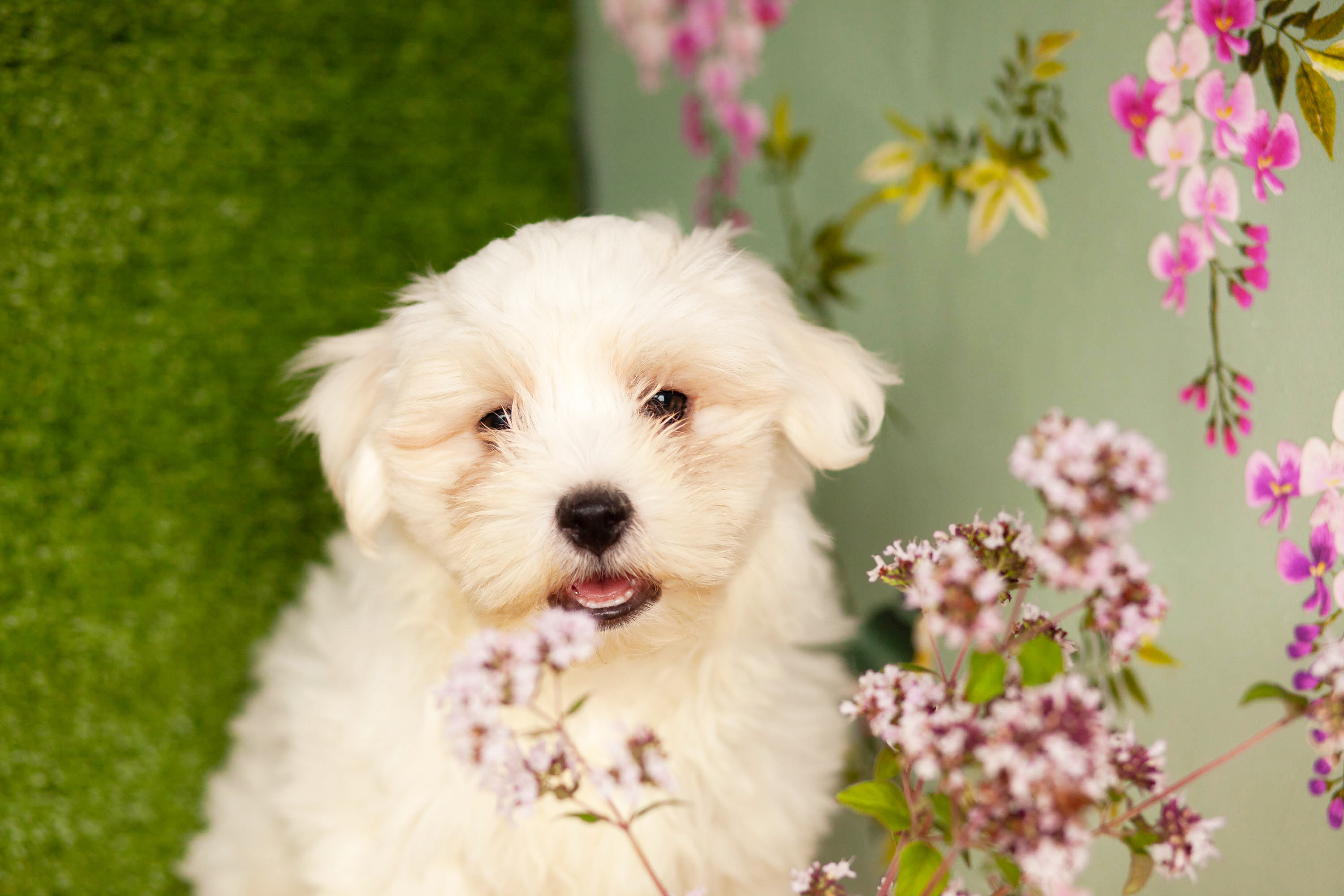 Cutest Maltichons – Kellys Kennels