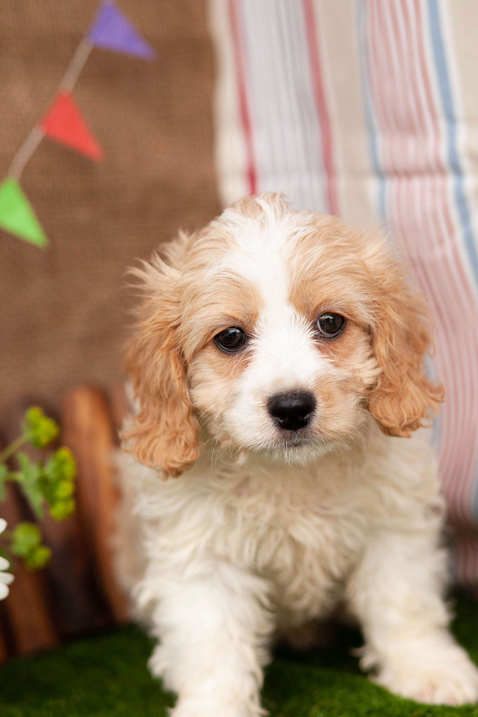 Beautiful Cavachons – Kellys Kennels