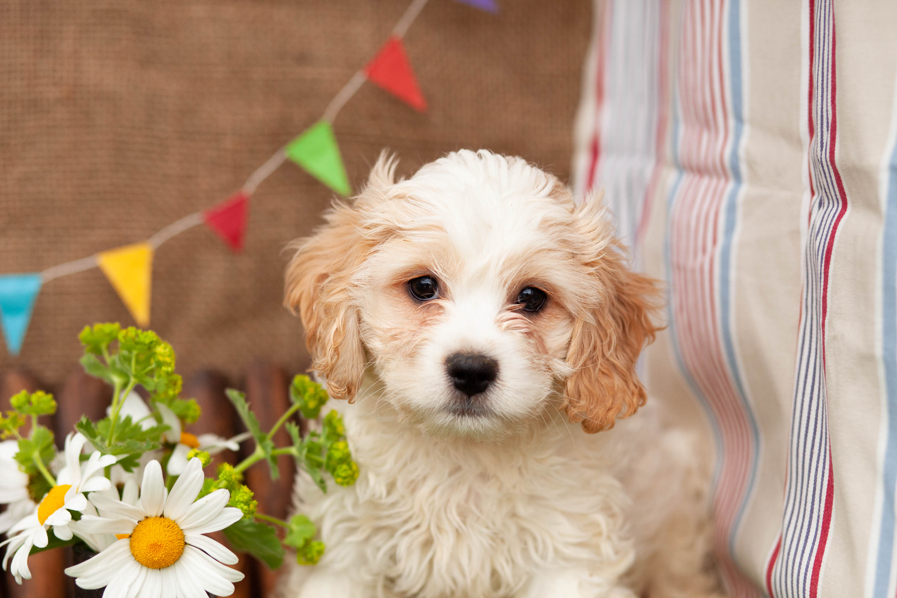 Beautiful Cavachons – Kellys Kennels
