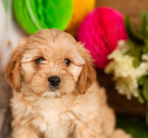 Cross Breed Pups – Kellys Kennels