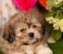 Cross Breed Pups – Kellys Kennels