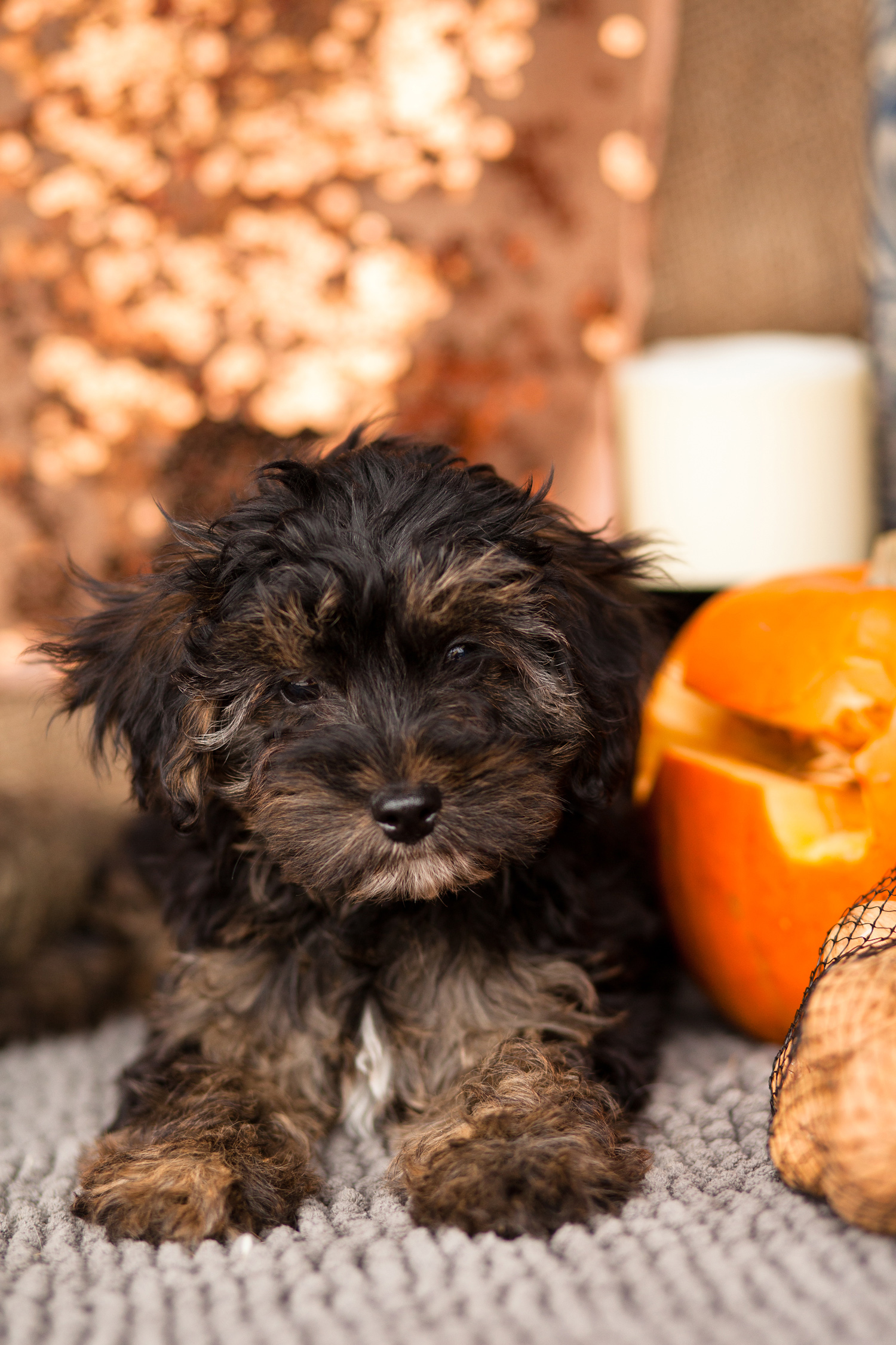 YorkiePoo Puppies – Kellys Kennels