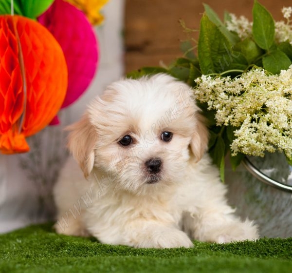 Cross Breed Pups – Kellys Kennels