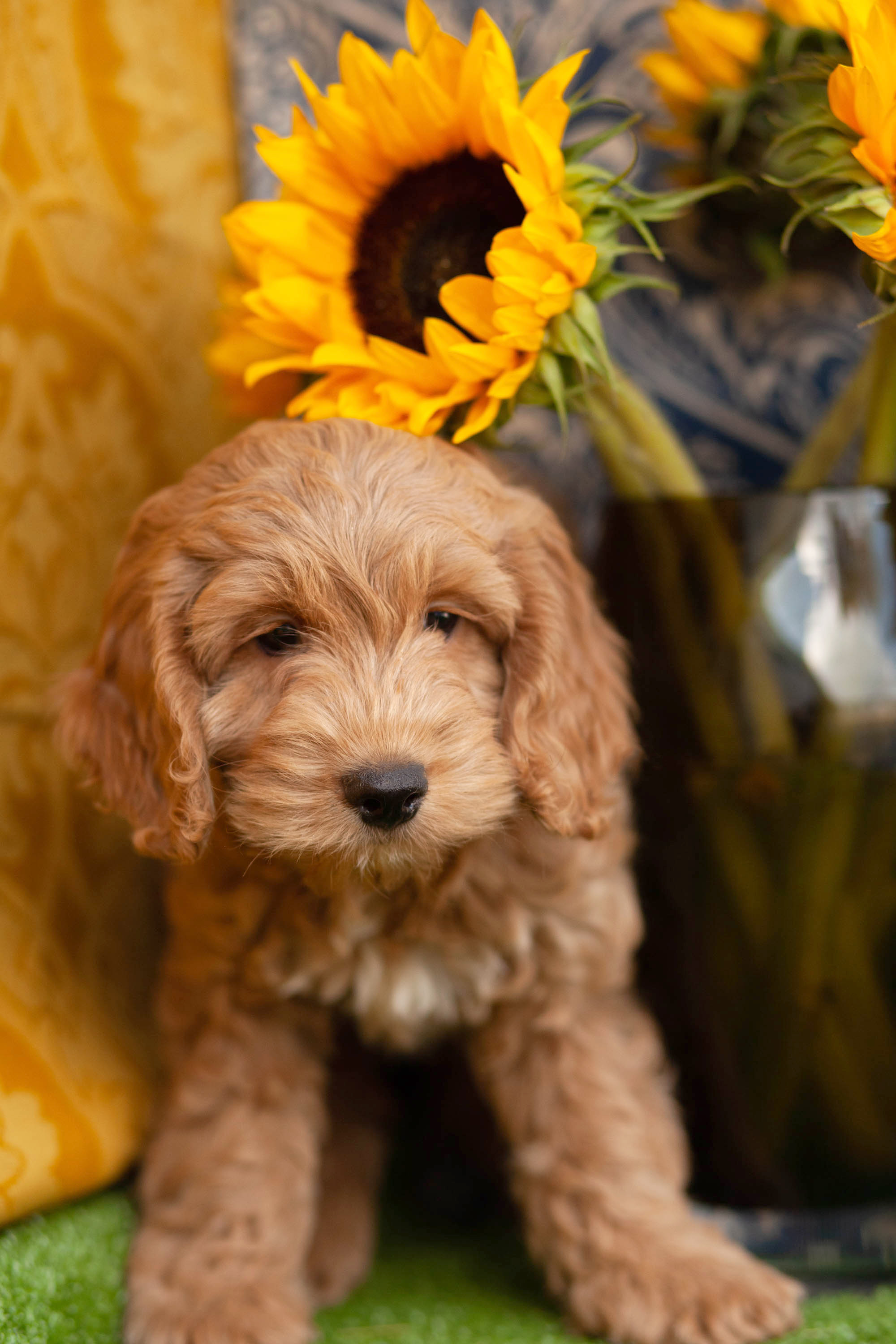 Cute F1 CockaPoos – Kellys Kennels