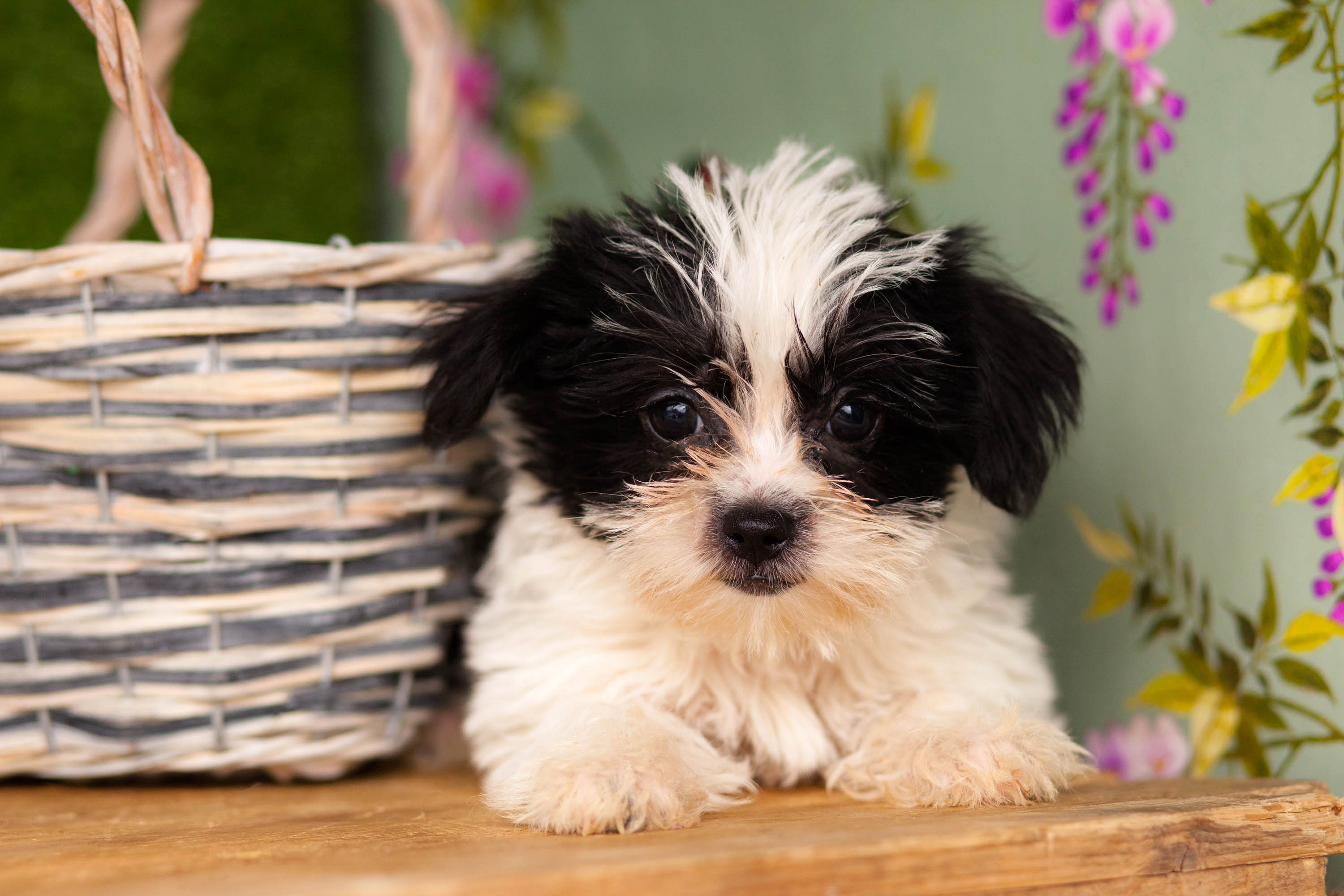 Lovely Malti-Shi Pups – Kellys Kennels