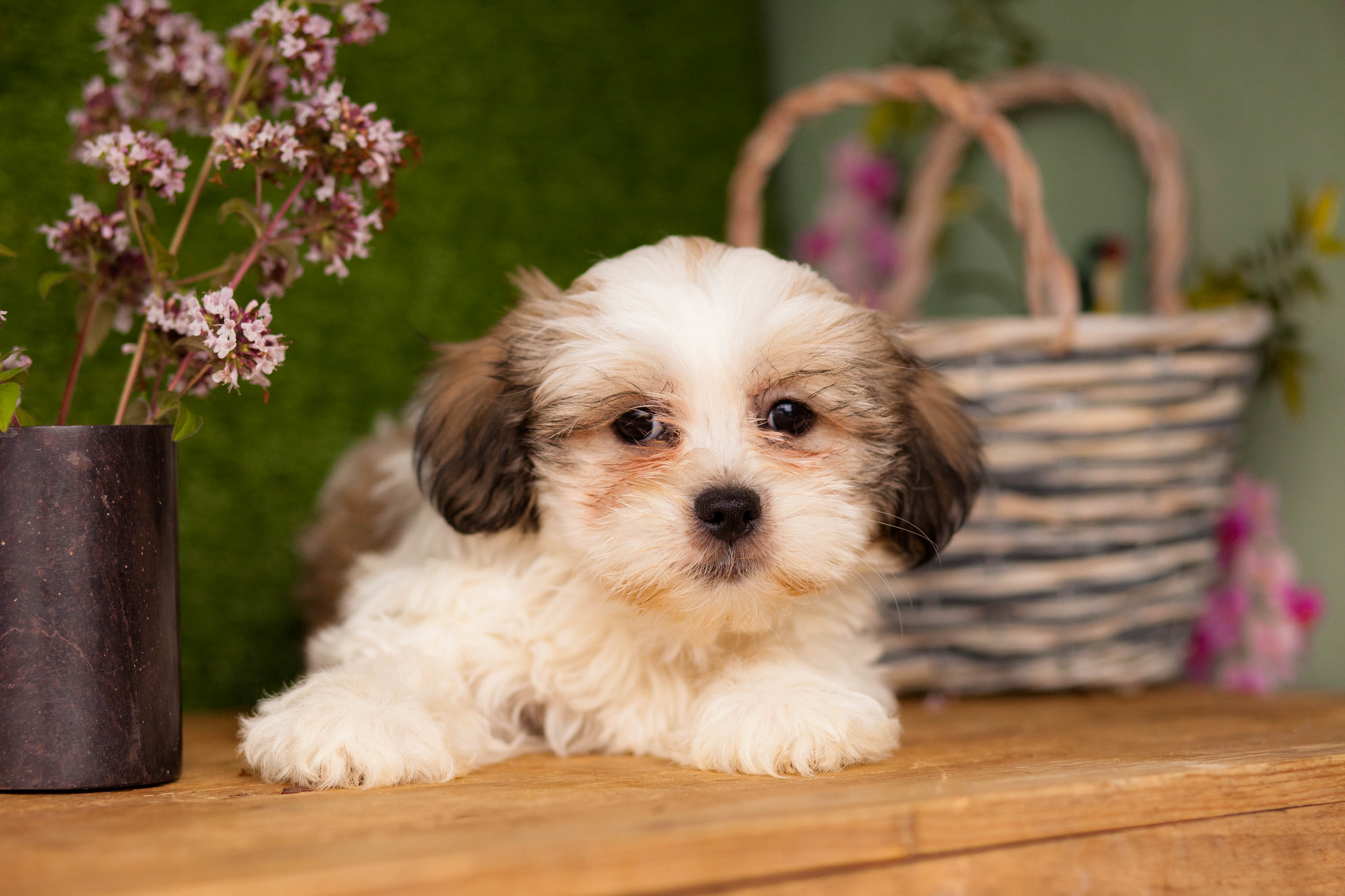 Lovely Malti-Shi Pups – Kellys Kennels