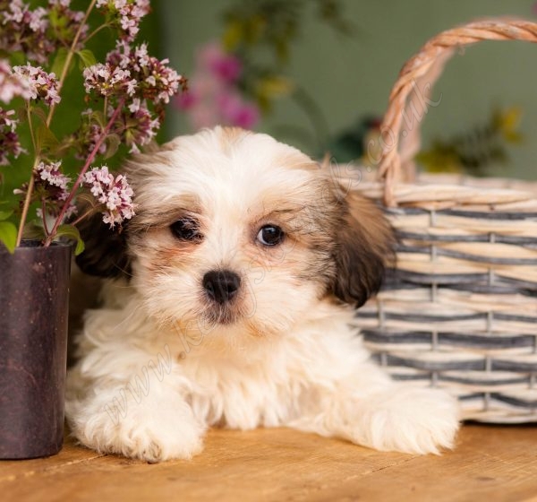 Lovely Malti-Shi Pups – Kellys Kennels
