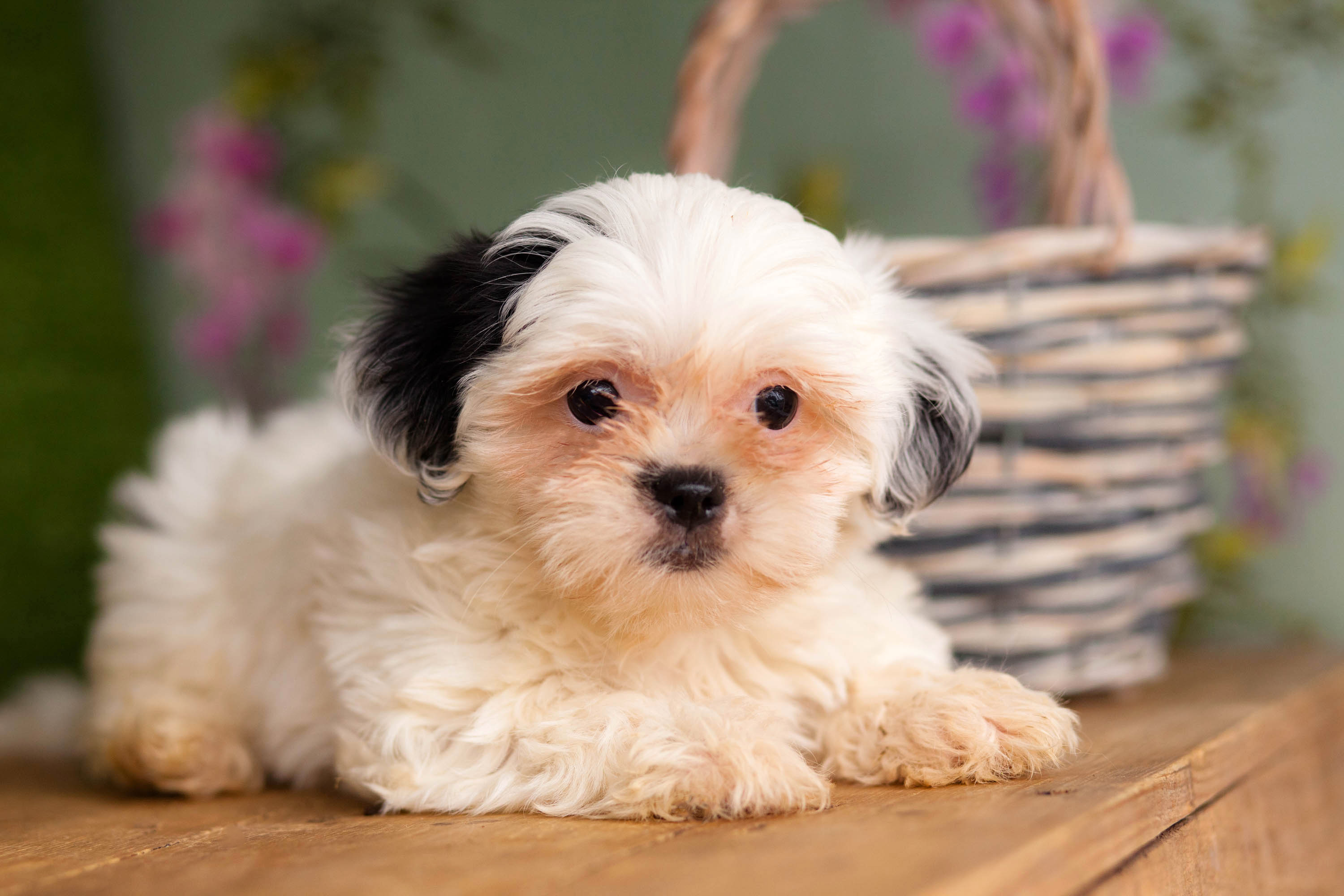 Lovely Malti-Shi Pups – Kellys Kennels
