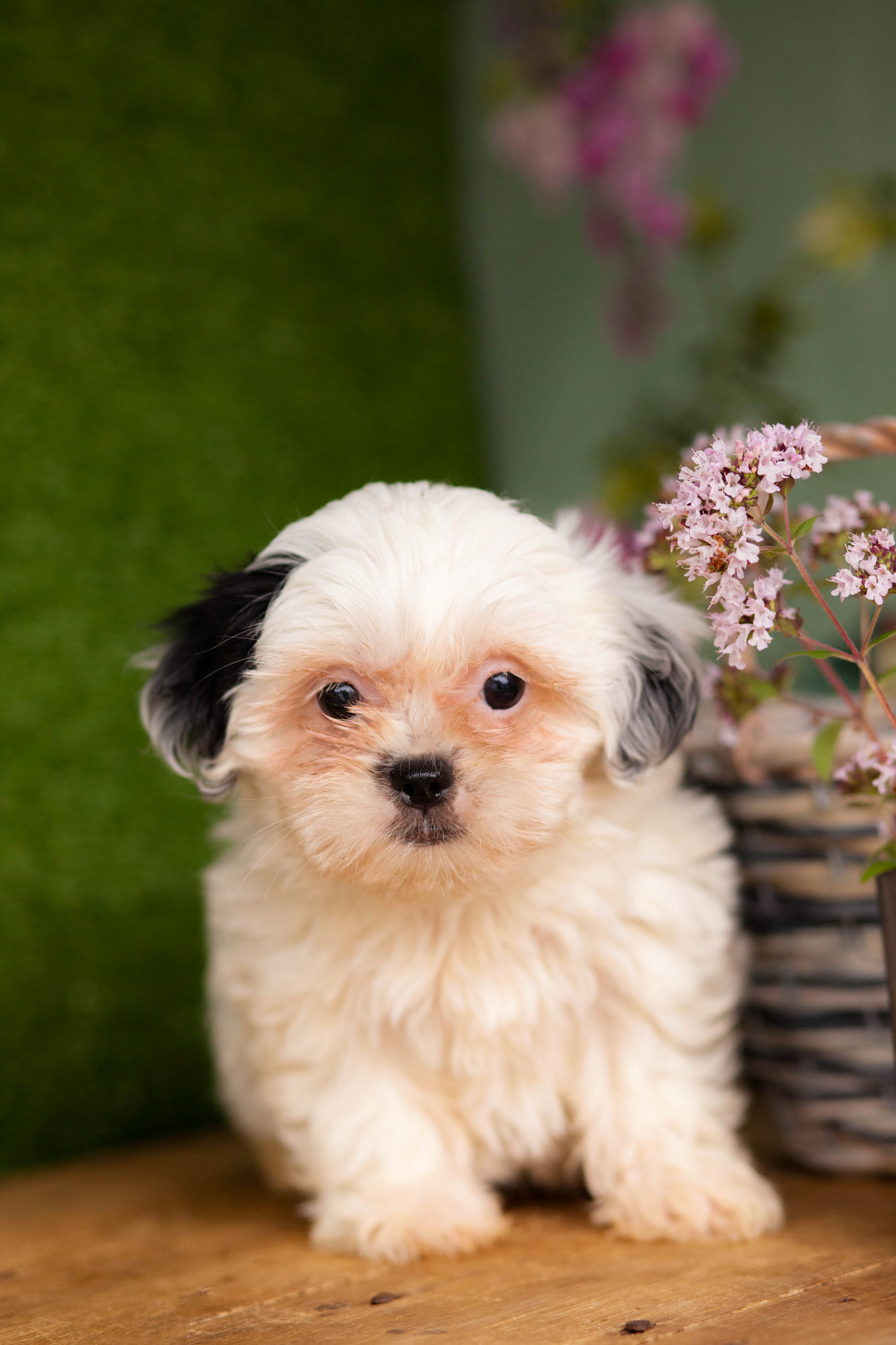 Lovely Malti-Shi Pups – Kellys Kennels