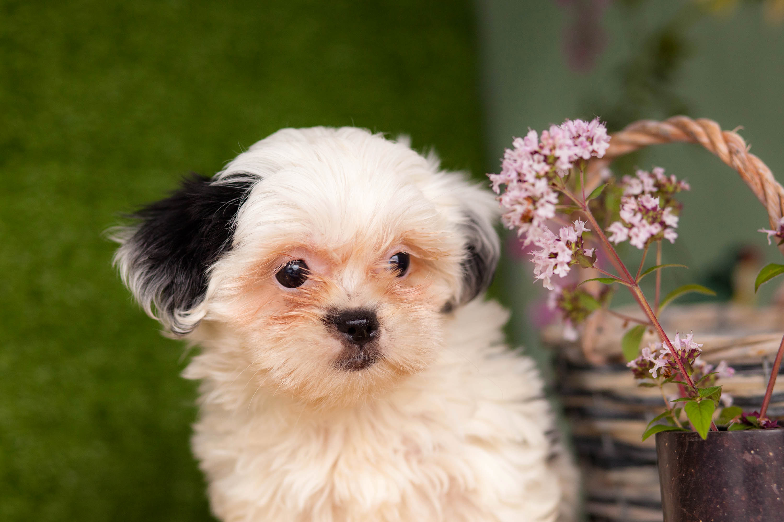 Lovely Malti-Shi Pups – Kellys Kennels