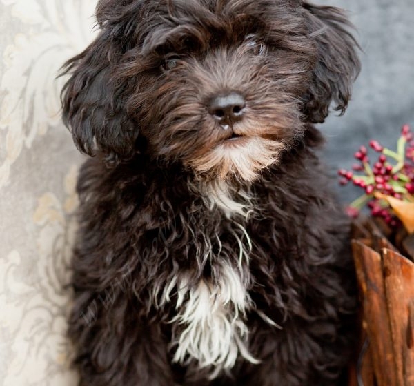 Incredible ShiPoos – Kellys Kennels