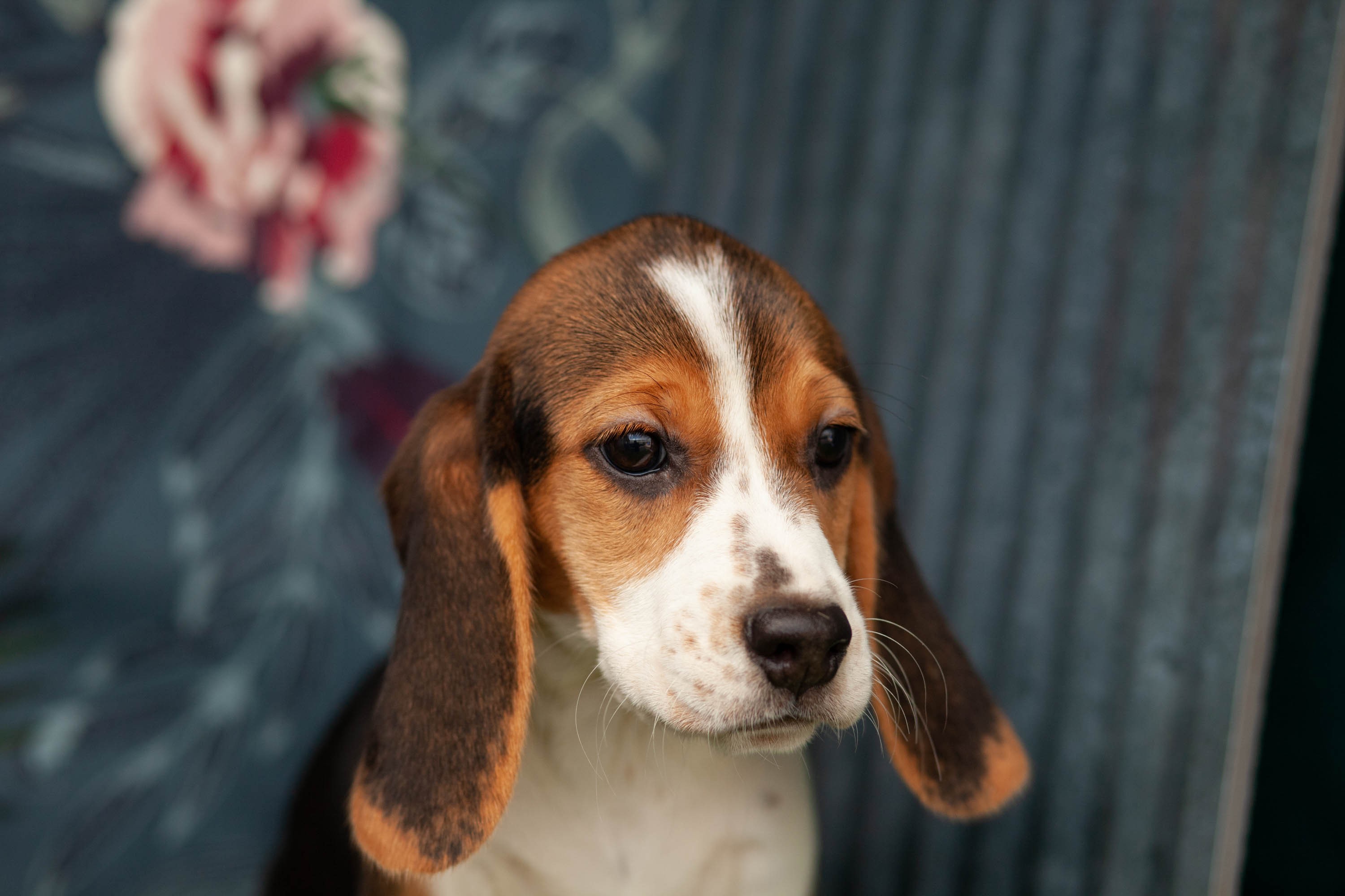 Tri-Colour Beagles – Kellys Kennels