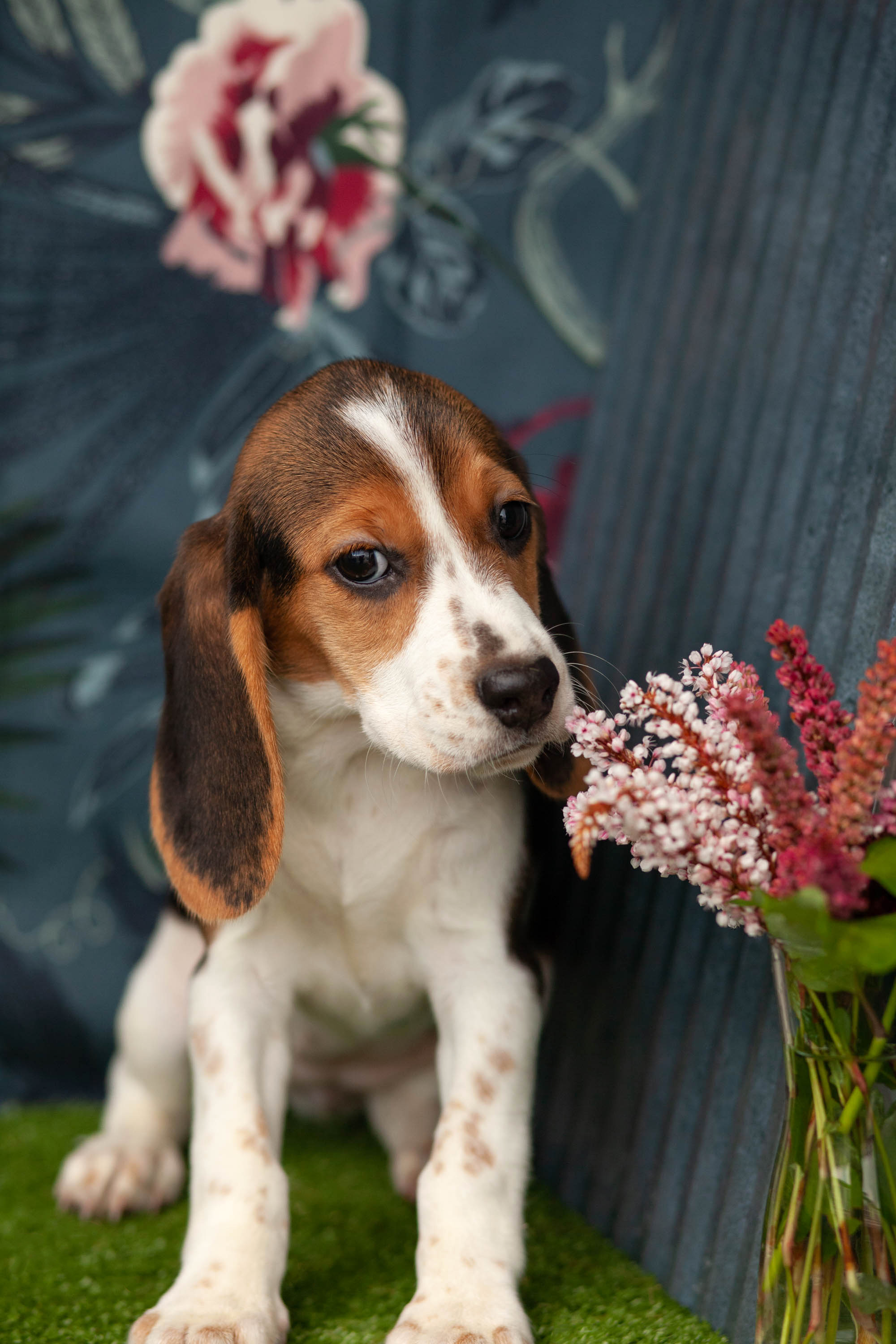 Tri-Colour Beagles – Kellys Kennels