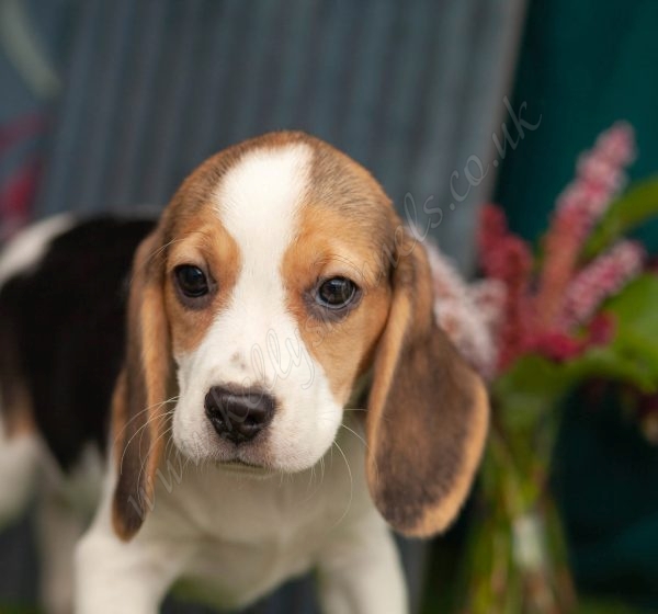 Tri-Colour Beagles – Kellys Kennels