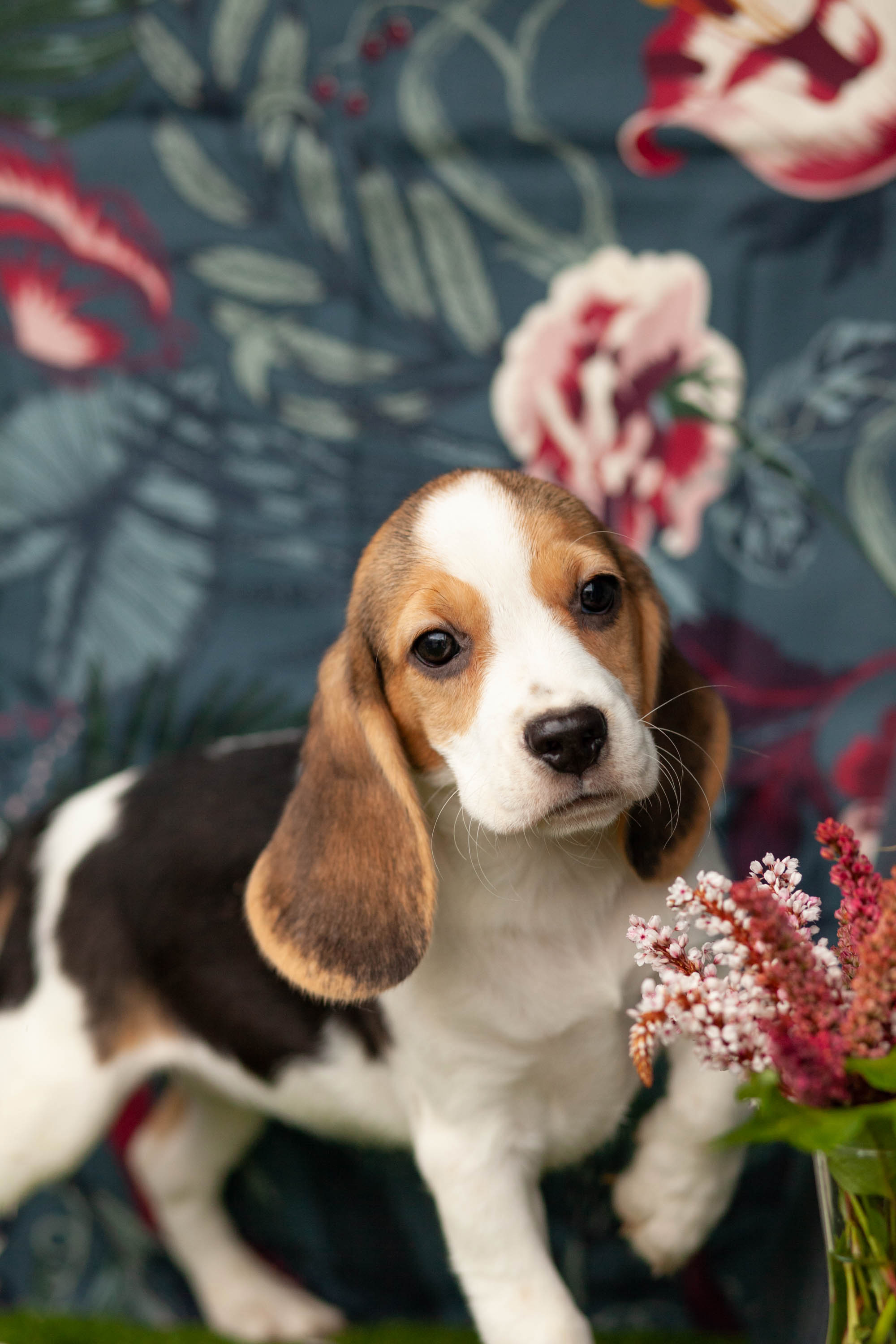 Tri-Colour Beagles – Kellys Kennels