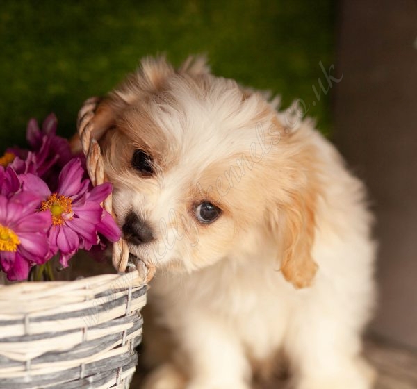 Beautiful Cavachons – Kellys Kennels