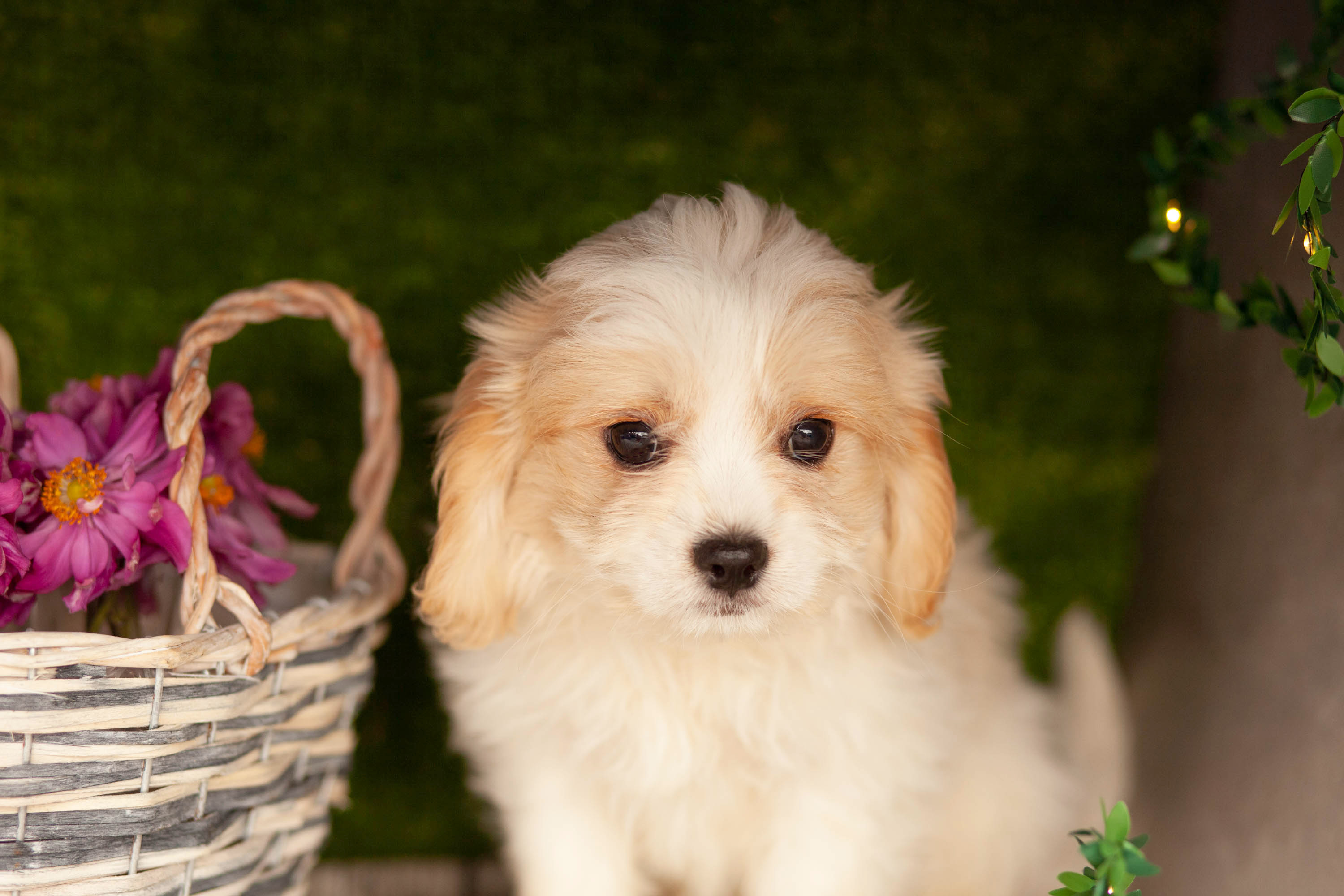 Beautiful Cavachons – Kellys Kennels