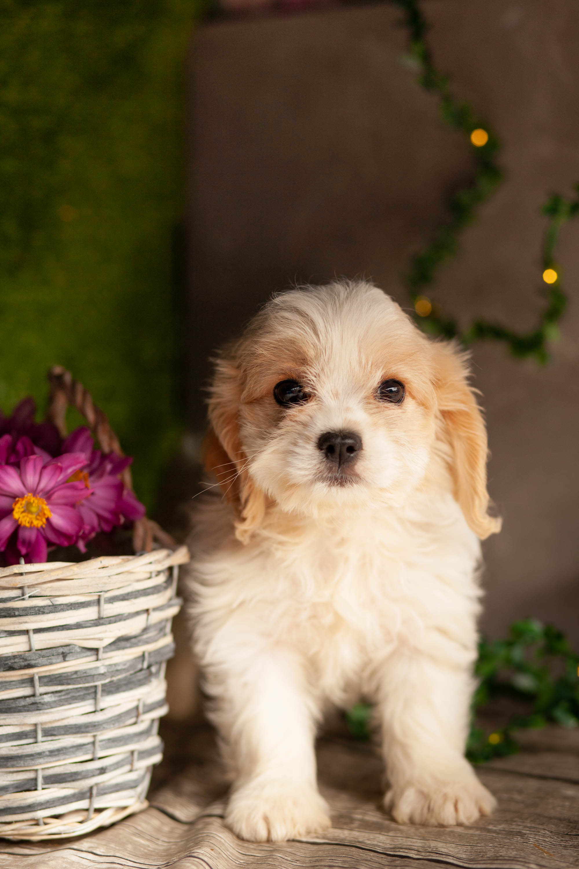 Beautiful Cavachons – Kellys Kennels