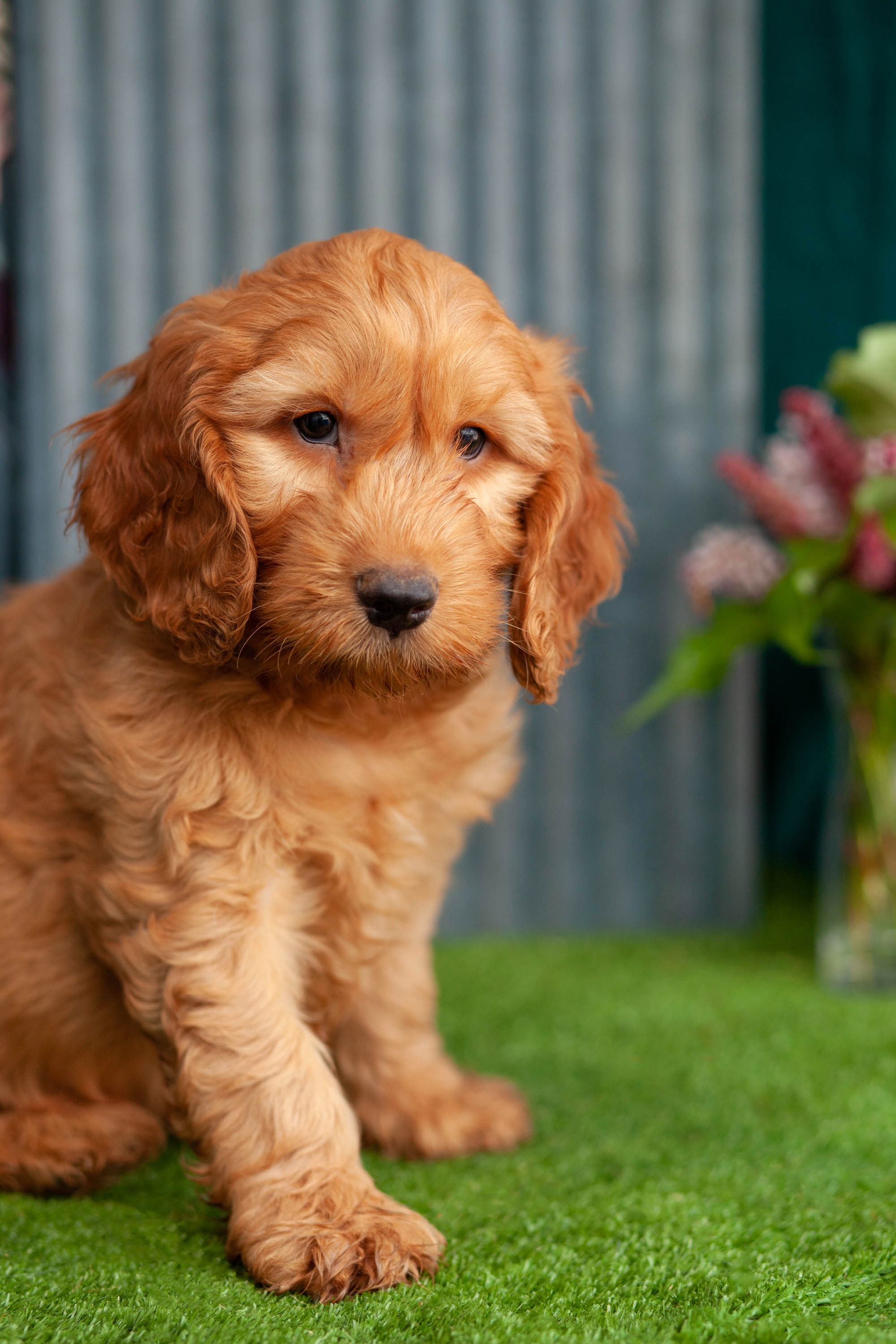 Cute F1 CockaPoos – Kellys Kennels