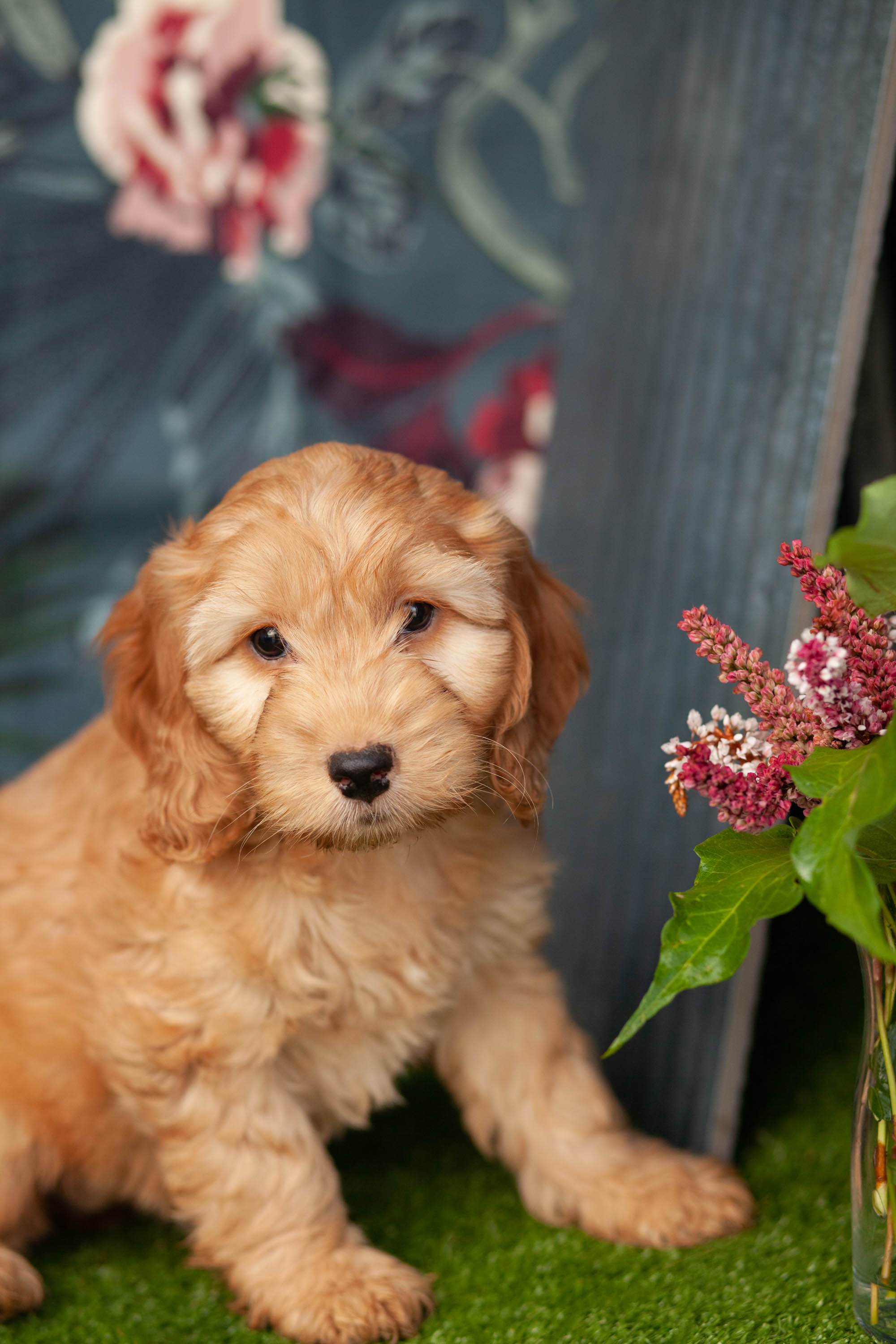 Cute F1 CockaPoos – Kellys Kennels