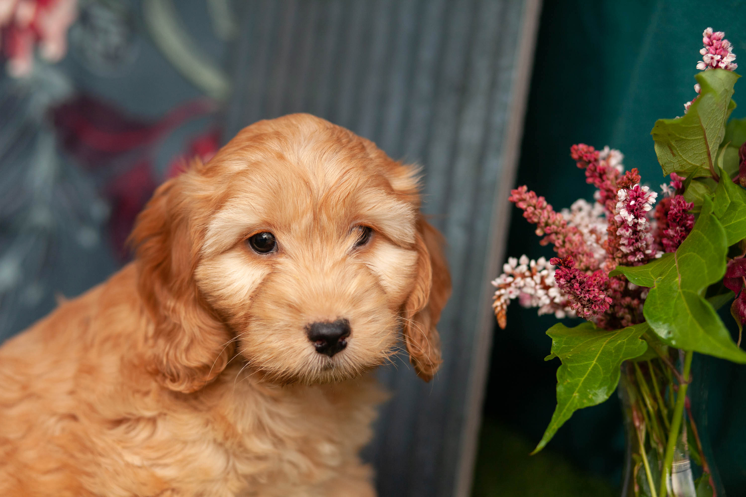Cute F1 CockaPoos – Kellys Kennels
