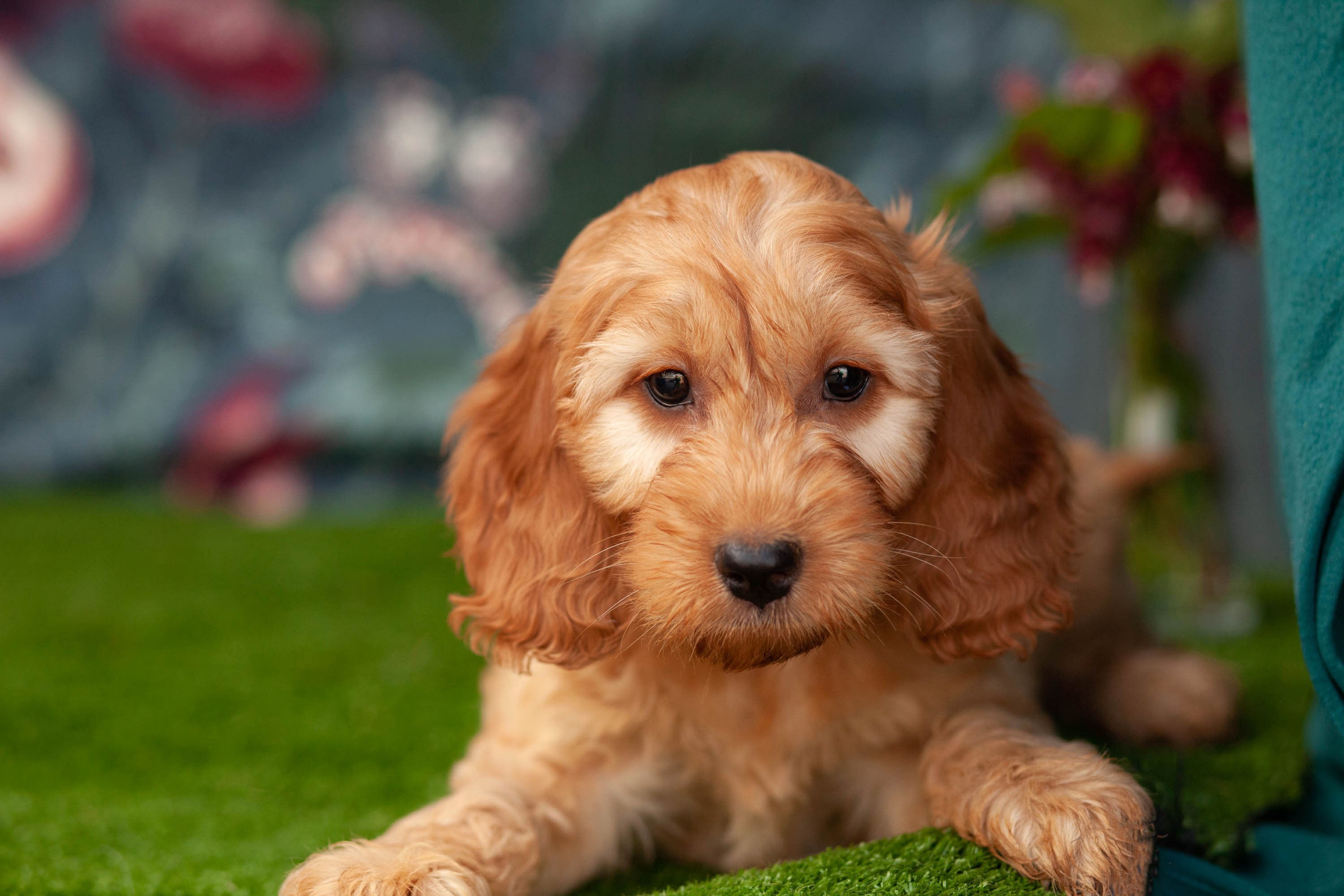 Cute F1 CockaPoos – Kellys Kennels