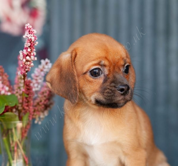 Cross Breed Pups – Kellys Kennels