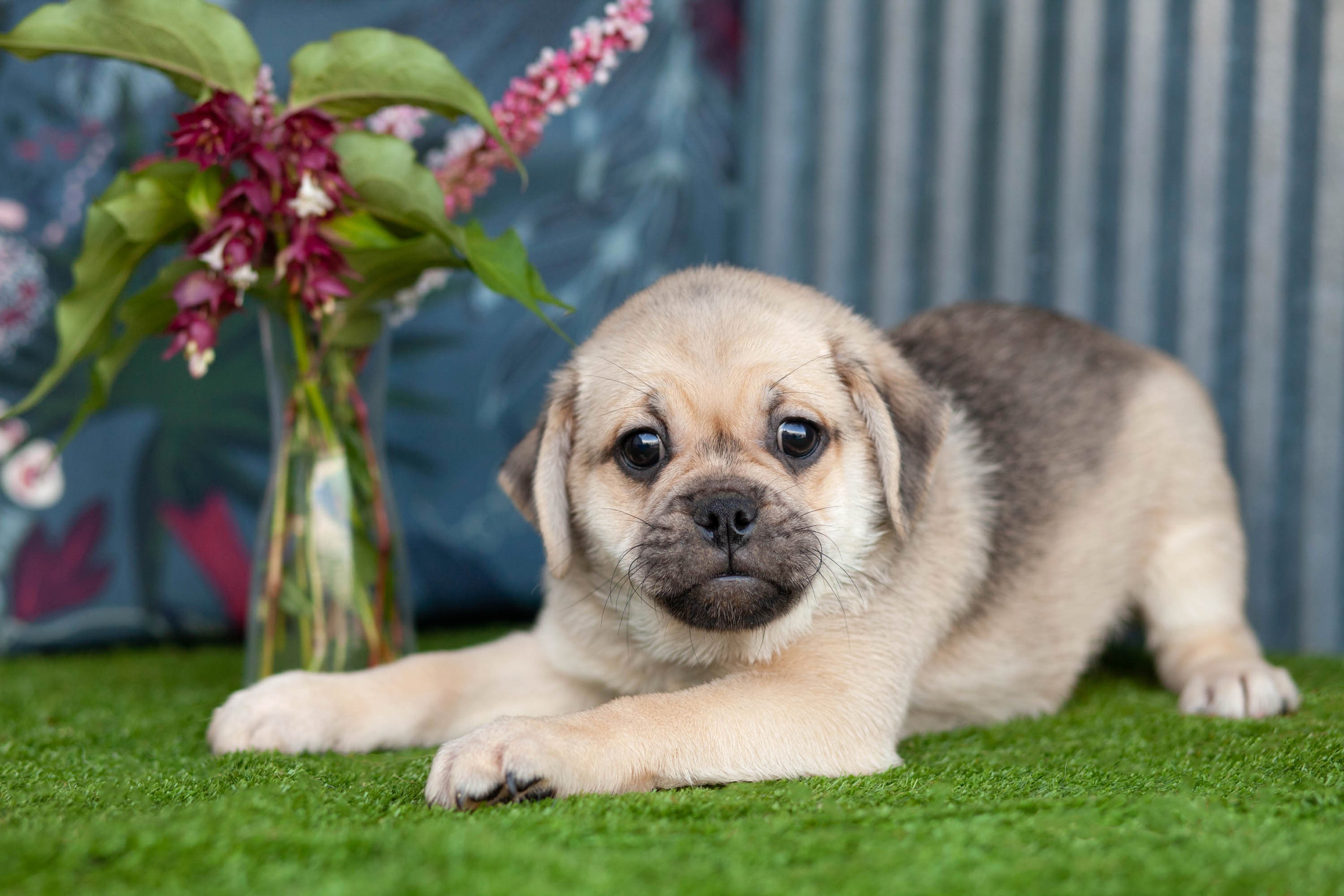 Adorable Puggles – Kellys Kennels