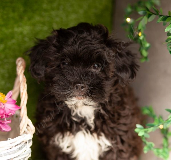 Incredible ShiPoos – Kellys Kennels