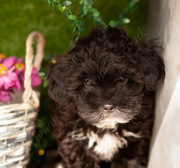 Incredible ShiPoos – Kellys Kennels