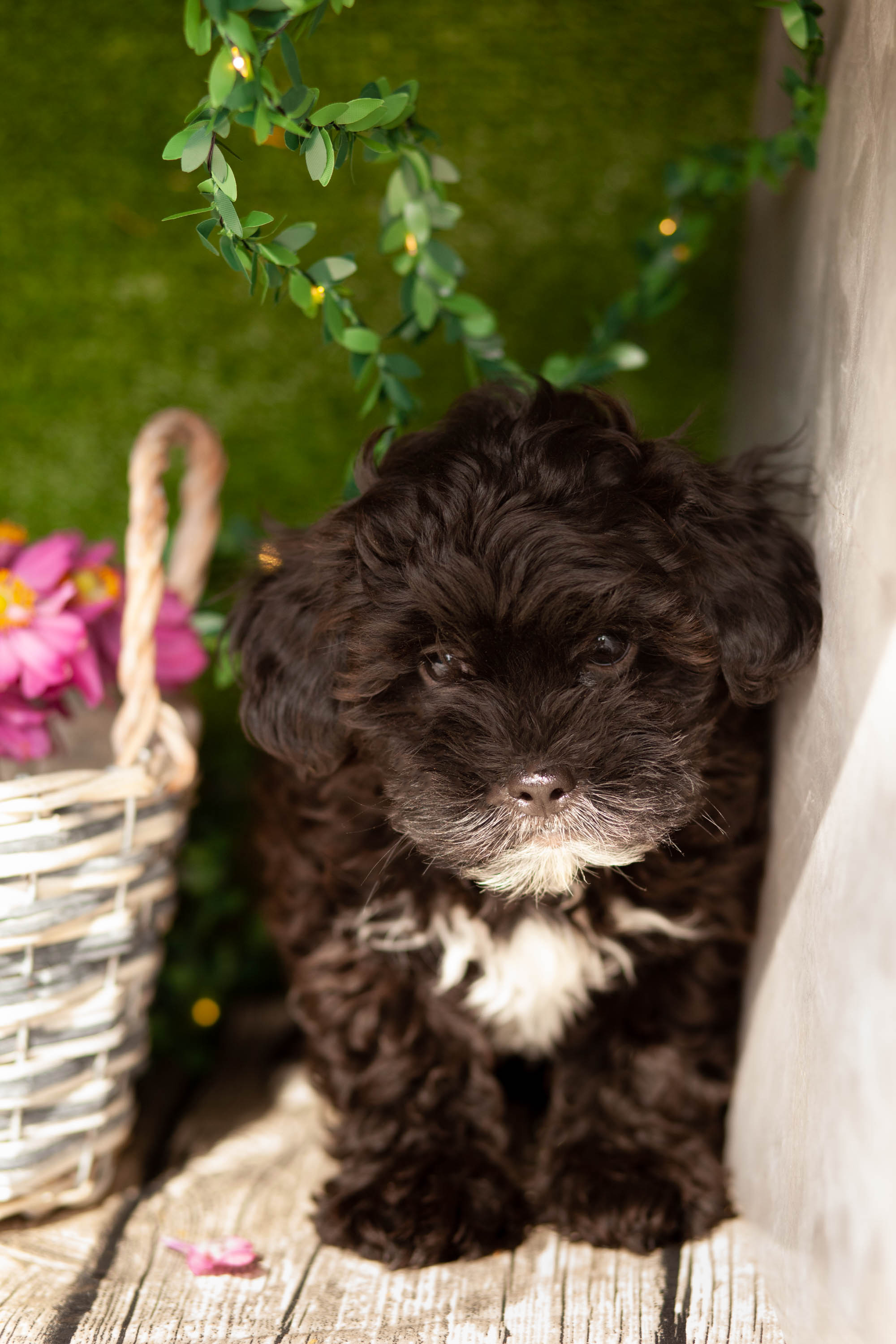 Incredible ShiPoos – Kellys Kennels