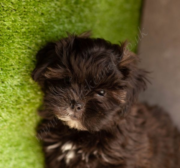 Incredible ShiPoos – Kellys Kennels