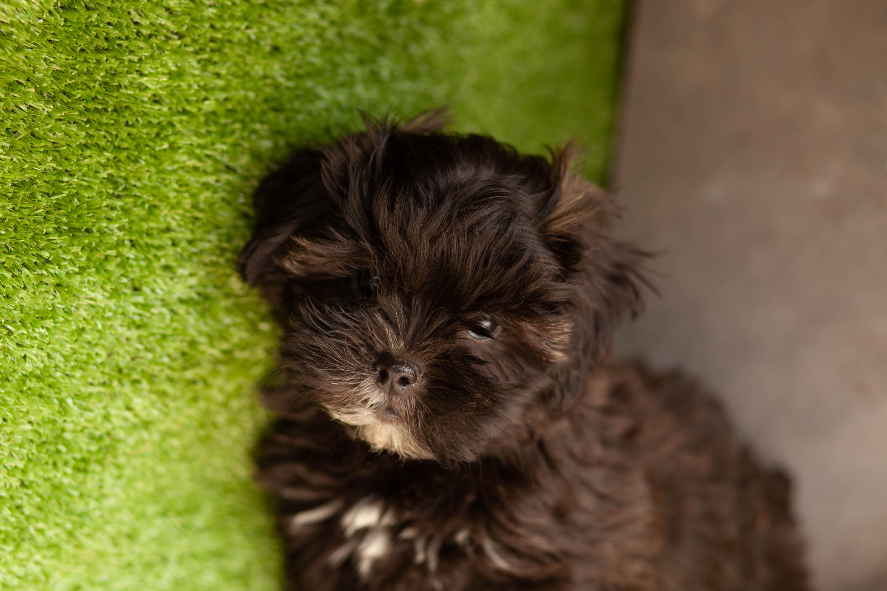 Incredible ShiPoos – Kellys Kennels