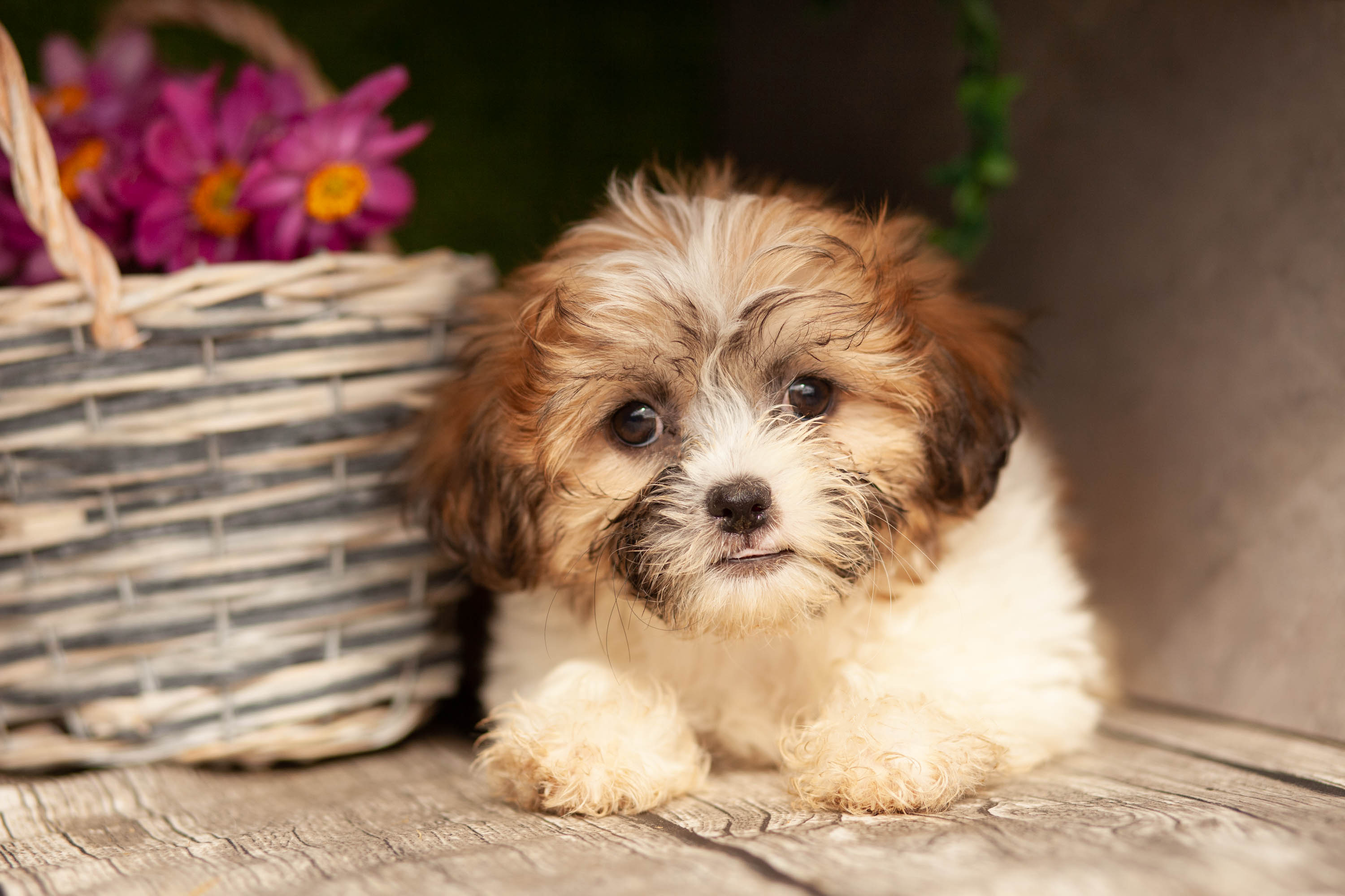 Superior Zuchons – Kellys Kennels