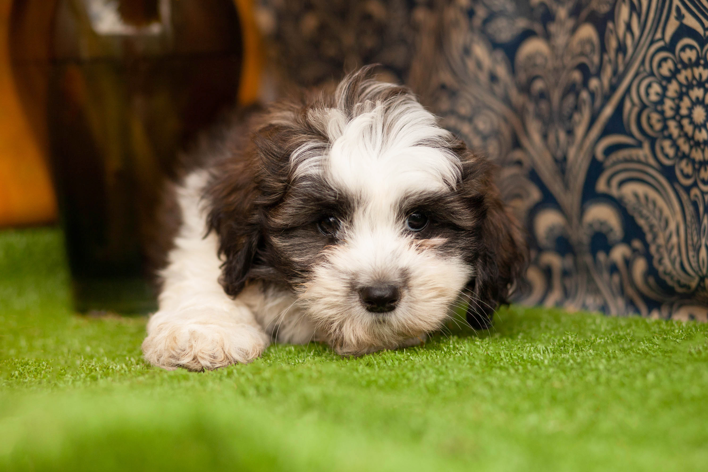 Superior Zuchons – Kellys Kennels